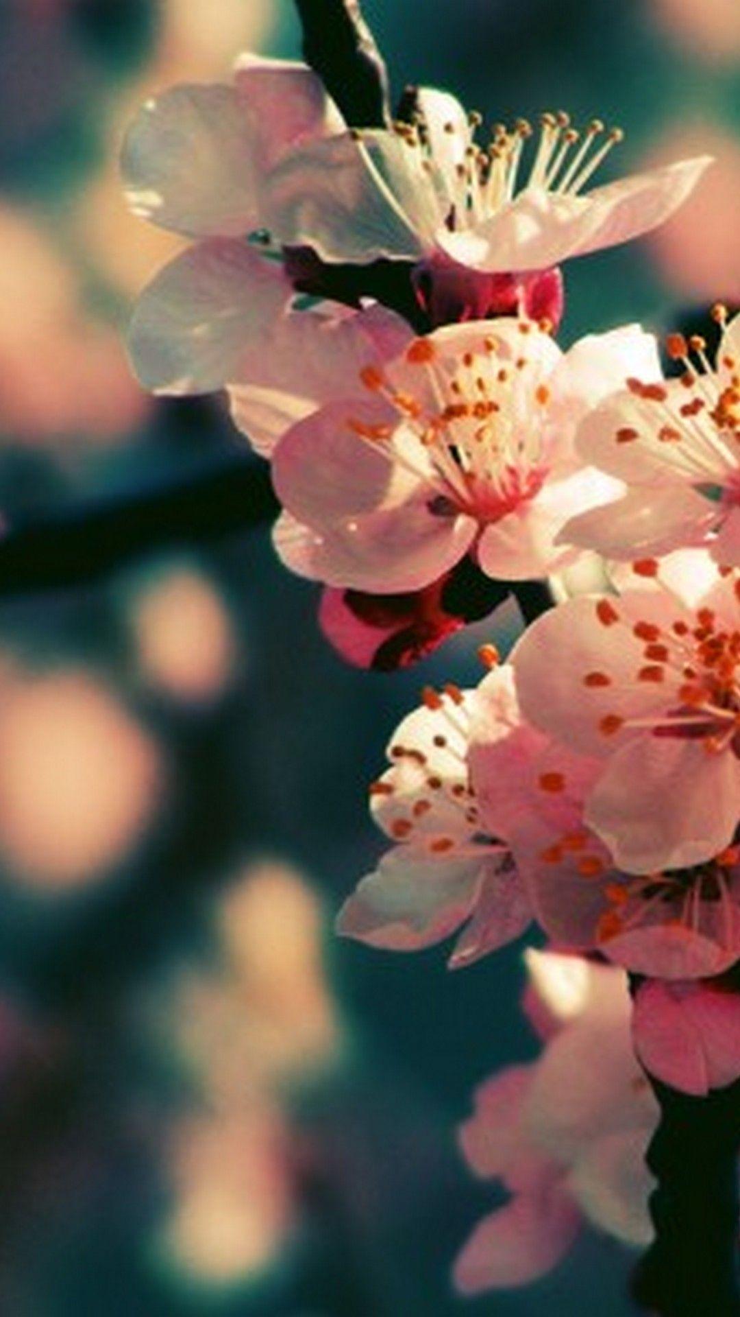 Pink Blossom Wallpapers - Top Free Pink Blossom Backgrounds ...