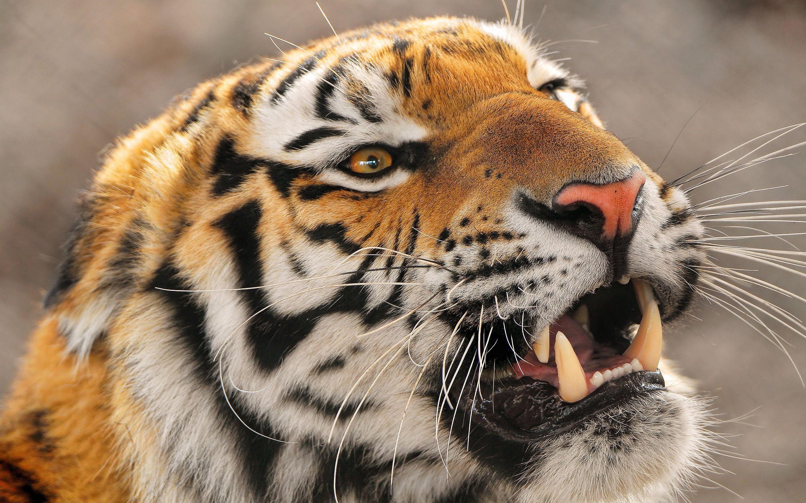Angry Tiger Wallpapers - Top Free Angry Tiger Backgrounds - WallpaperAccess