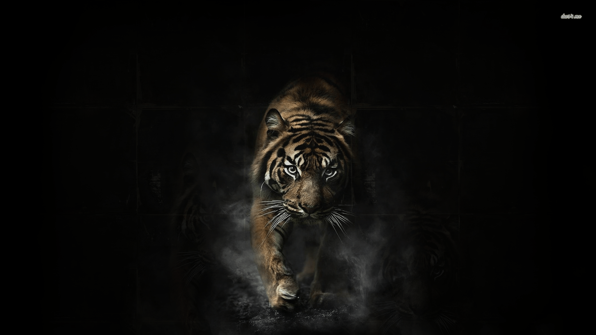 Angry Tiger Wallpapers - Top Free Angry Tiger Backgrounds - WallpaperAccess
