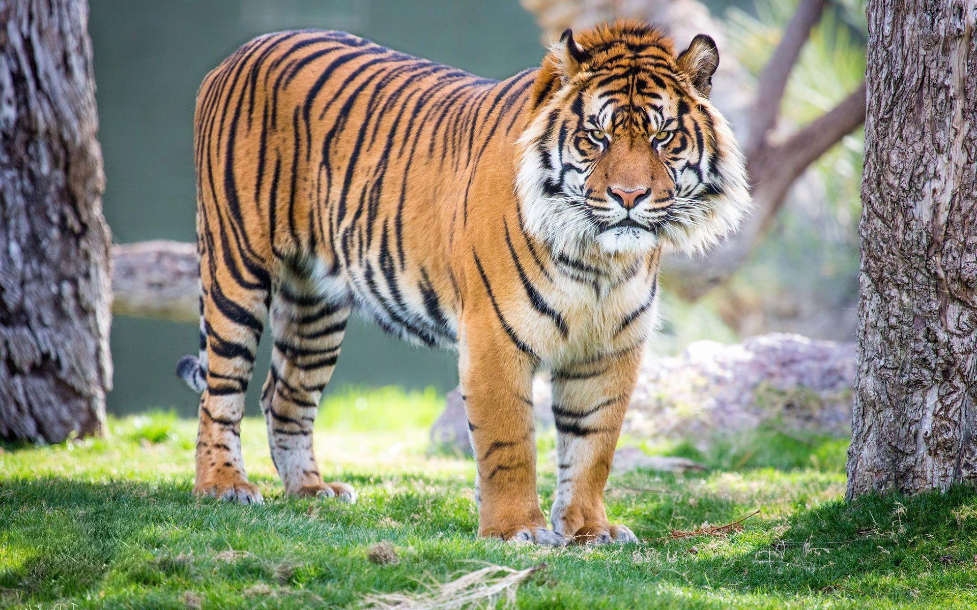 Angry Tiger Wallpapers - Top Free Angry Tiger Backgrounds - WallpaperAccess