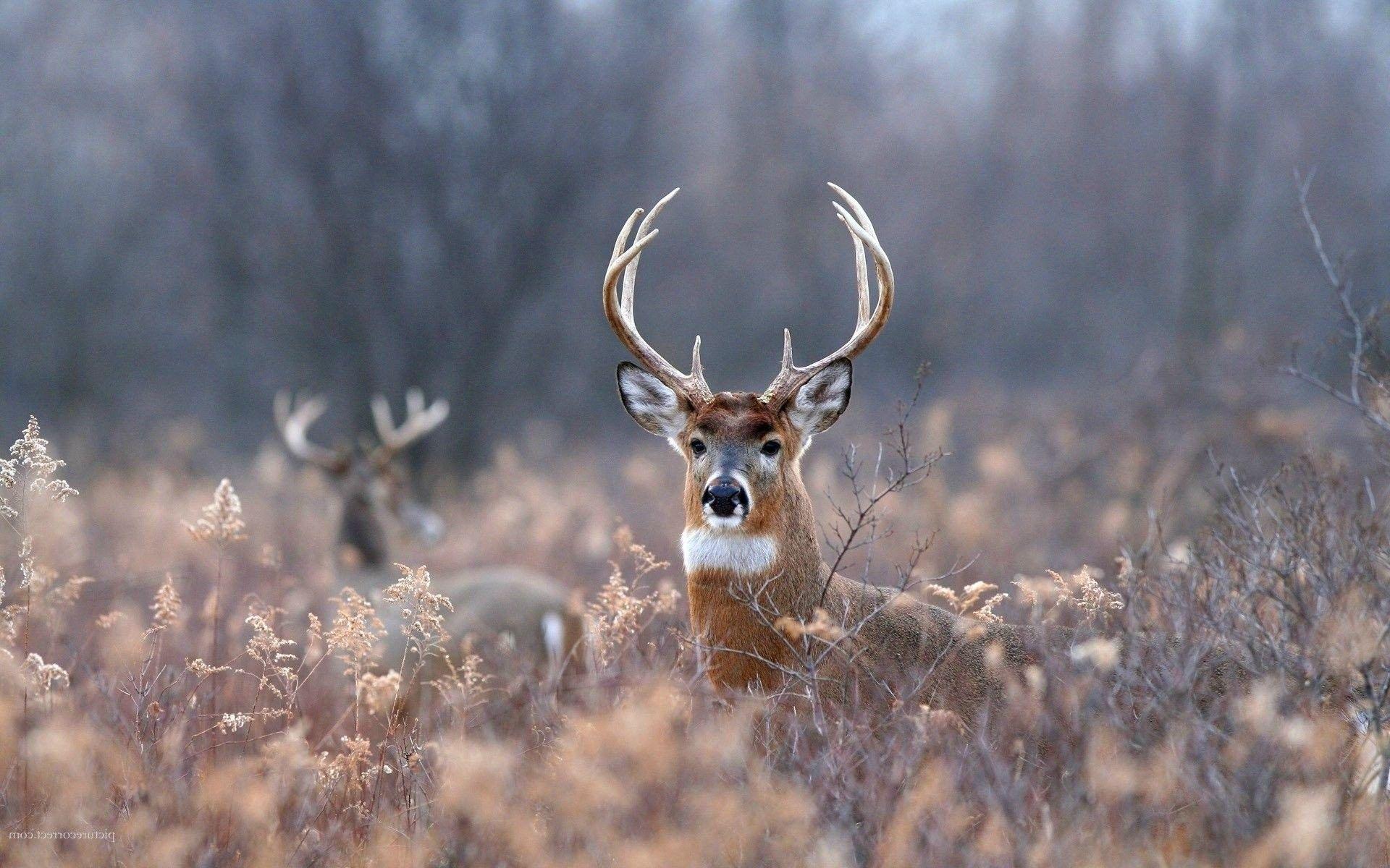 Cute Deer Wallpapers - Top Free Cute Deer Backgrounds - WallpaperAccess