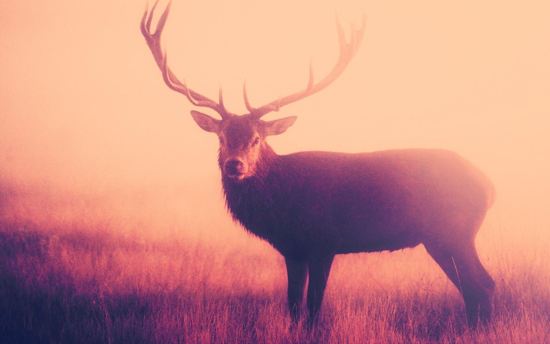 Cute Deer Wallpapers - Top Free Cute Deer Backgrounds - WallpaperAccess