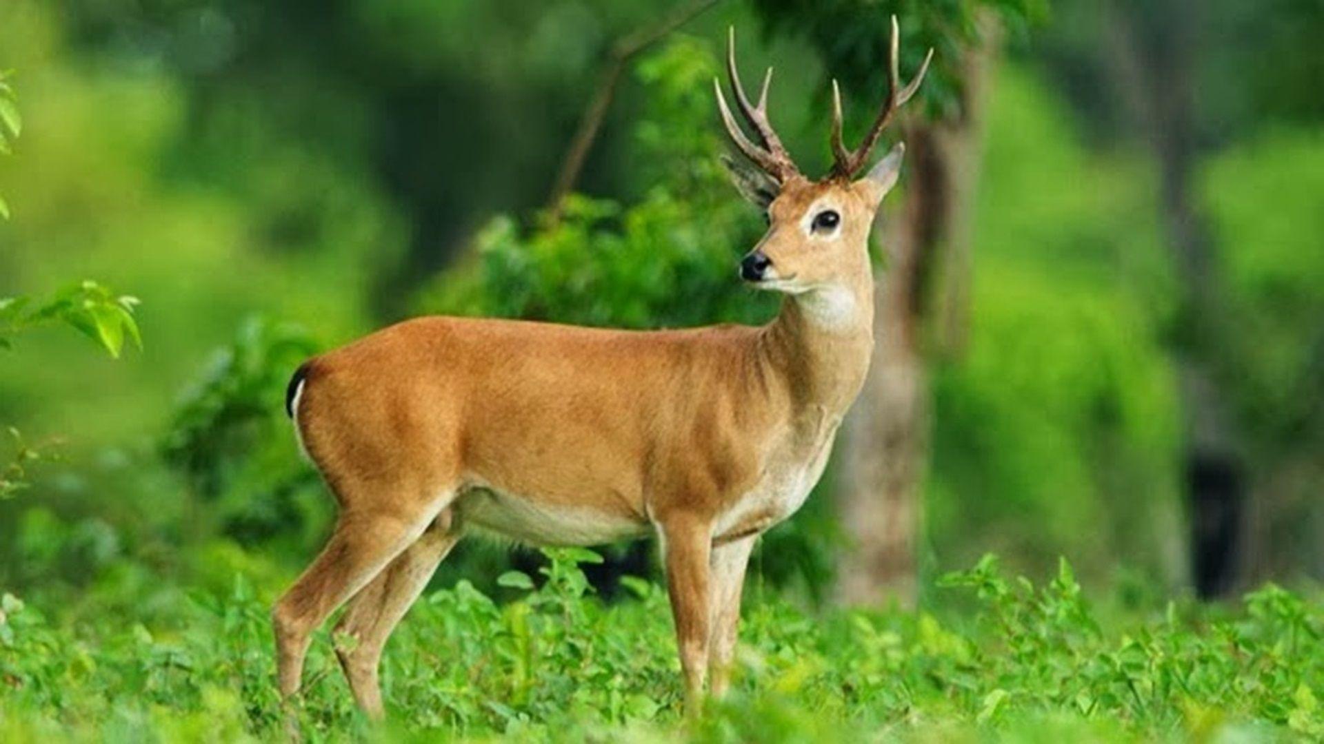Cute Deer Wallpapers - Top Free Cute Deer Backgrounds - WallpaperAccess