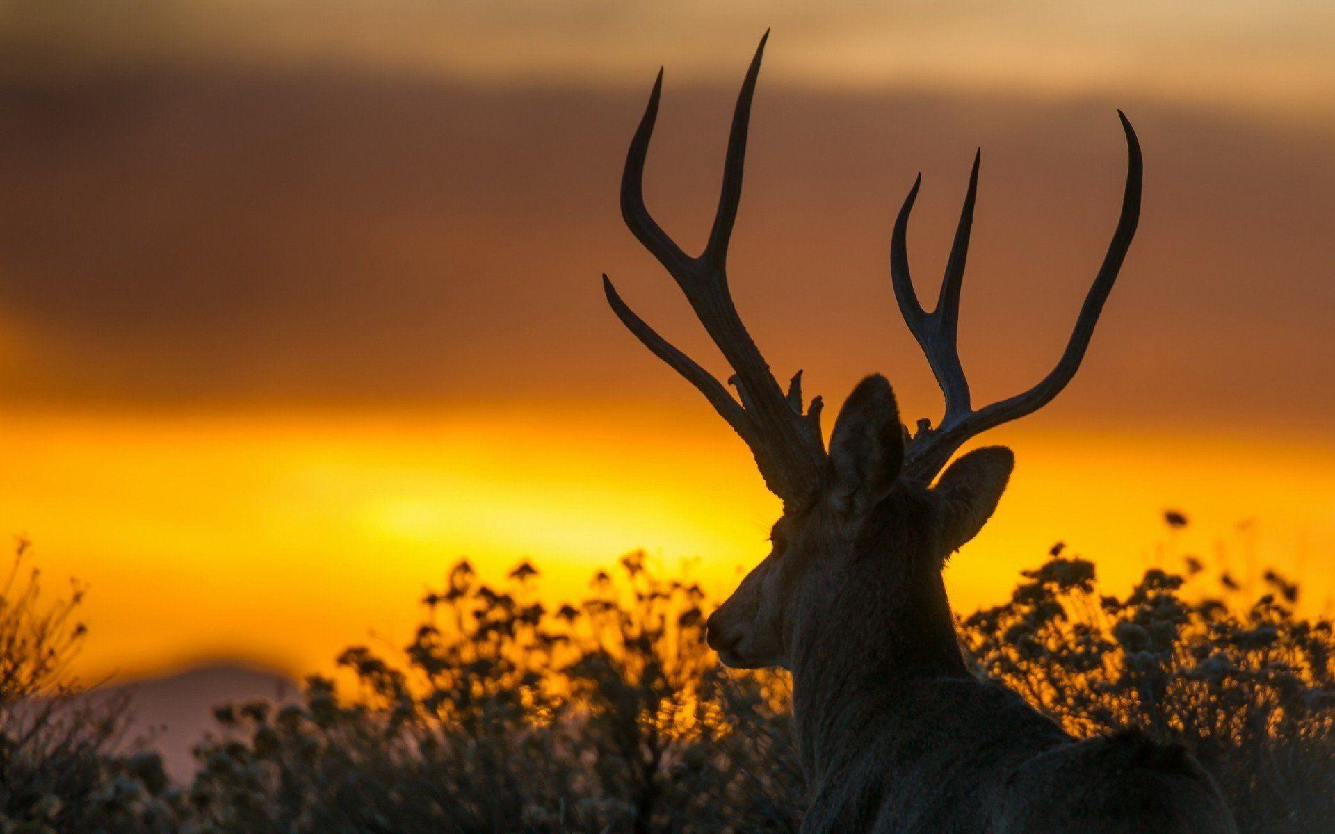 Elk Sunset Wallpapers - Top Free Elk Sunset Backgrounds - WallpaperAccess