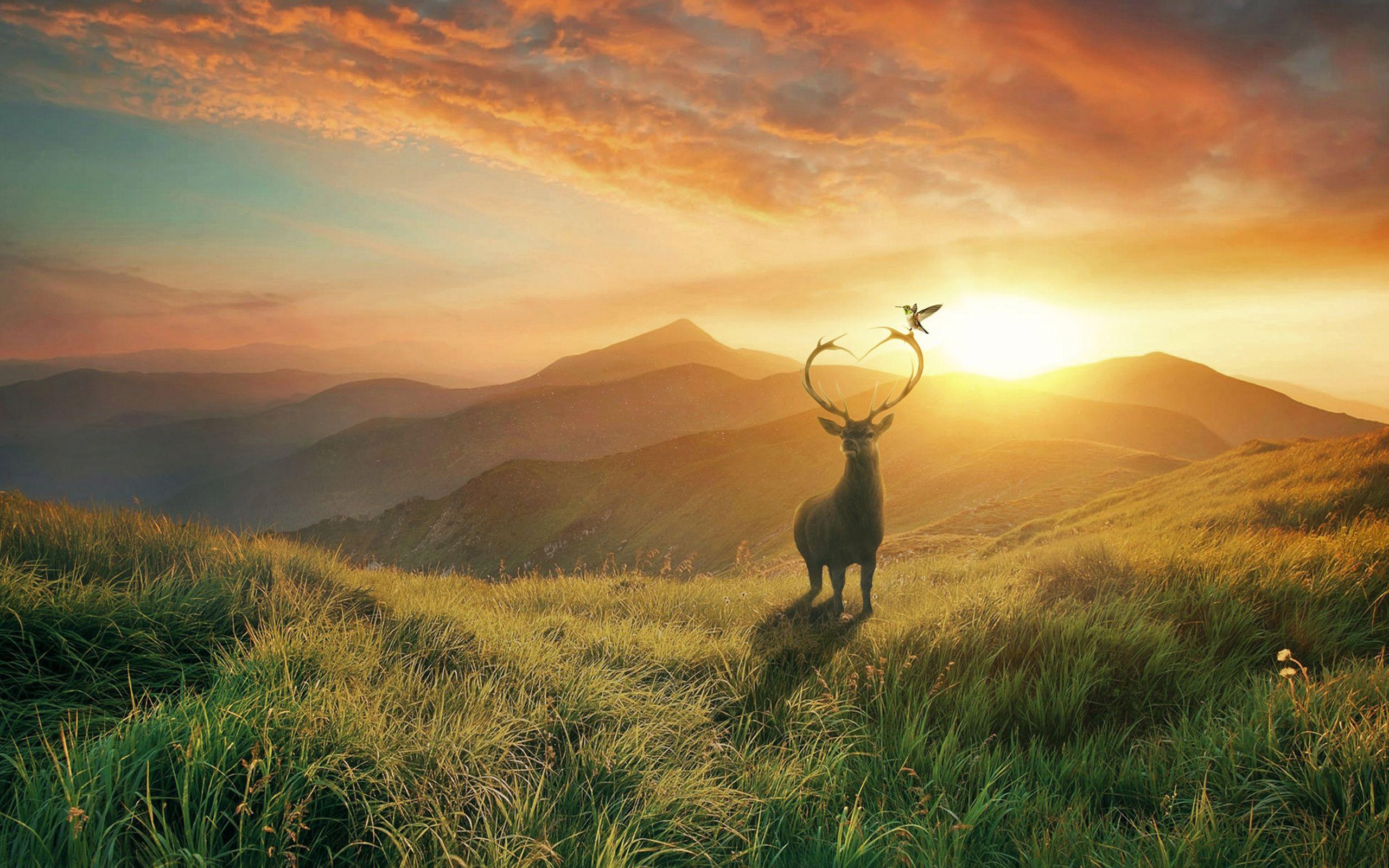 Deer Sunset Wallpapers - Top Free Deer Sunset Backgrounds - WallpaperAccess