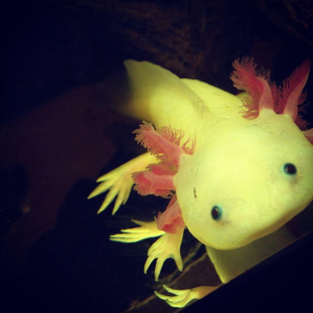 Axolotl Wallpapers - Top Free Axolotl Backgrounds - WallpaperAccess