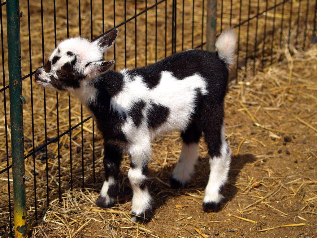 Baby Goat Wallpapers - Top Free Baby Goat Backgrounds - WallpaperAccess