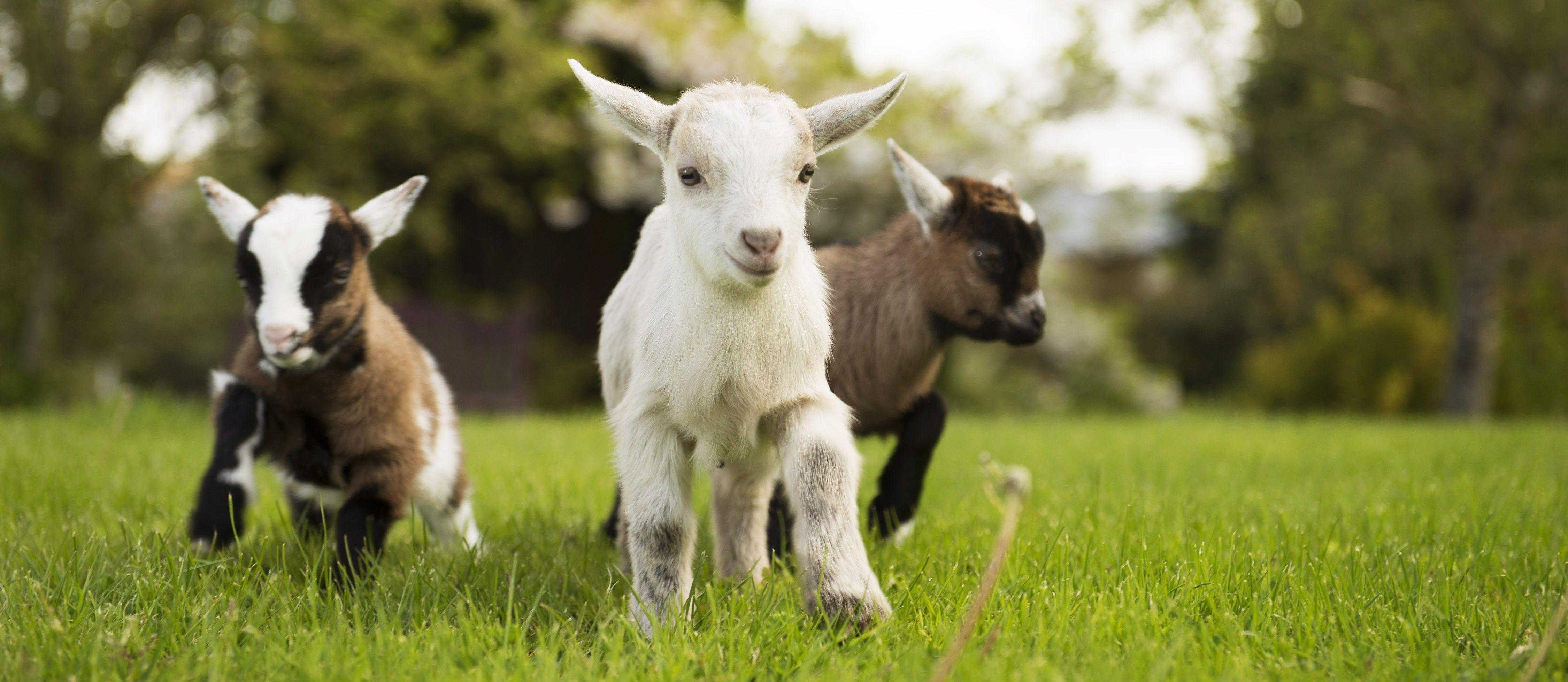 Baby Goat Wallpapers - Top Free Baby Goat Backgrounds - WallpaperAccess