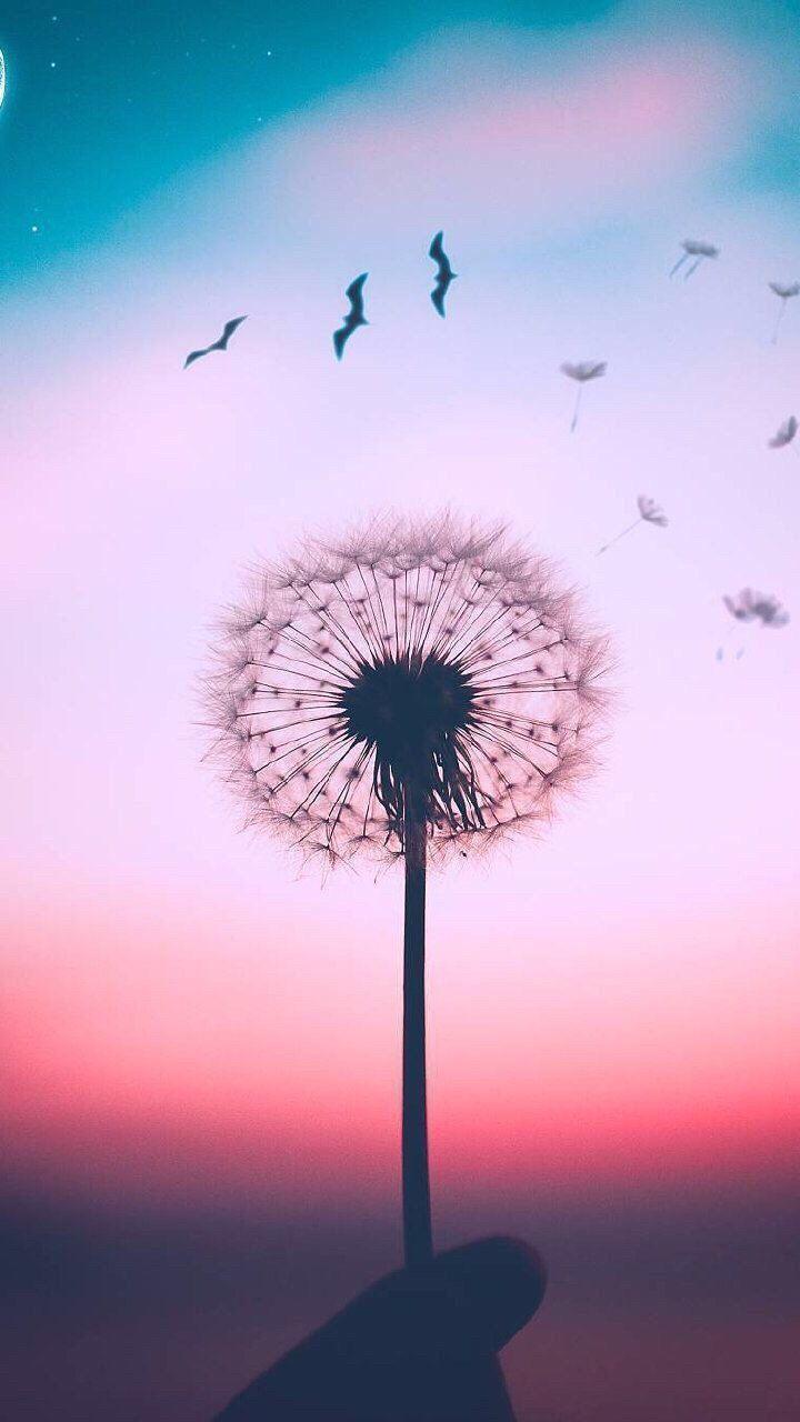 Fragile Wallpapers - Top Free Fragile Backgrounds - WallpaperAccess