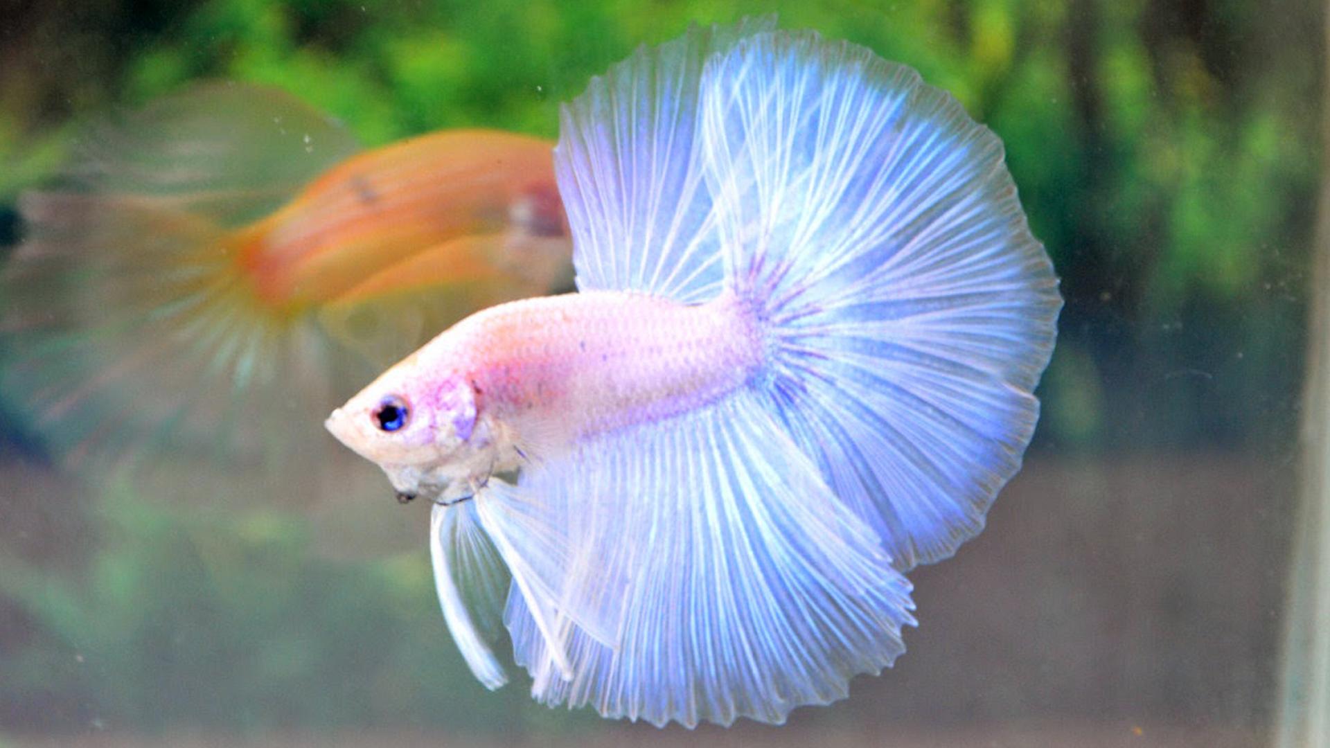 Betta Fish Desktop Wallpapers - Top Free Betta Fish Desktop Backgrounds ...
