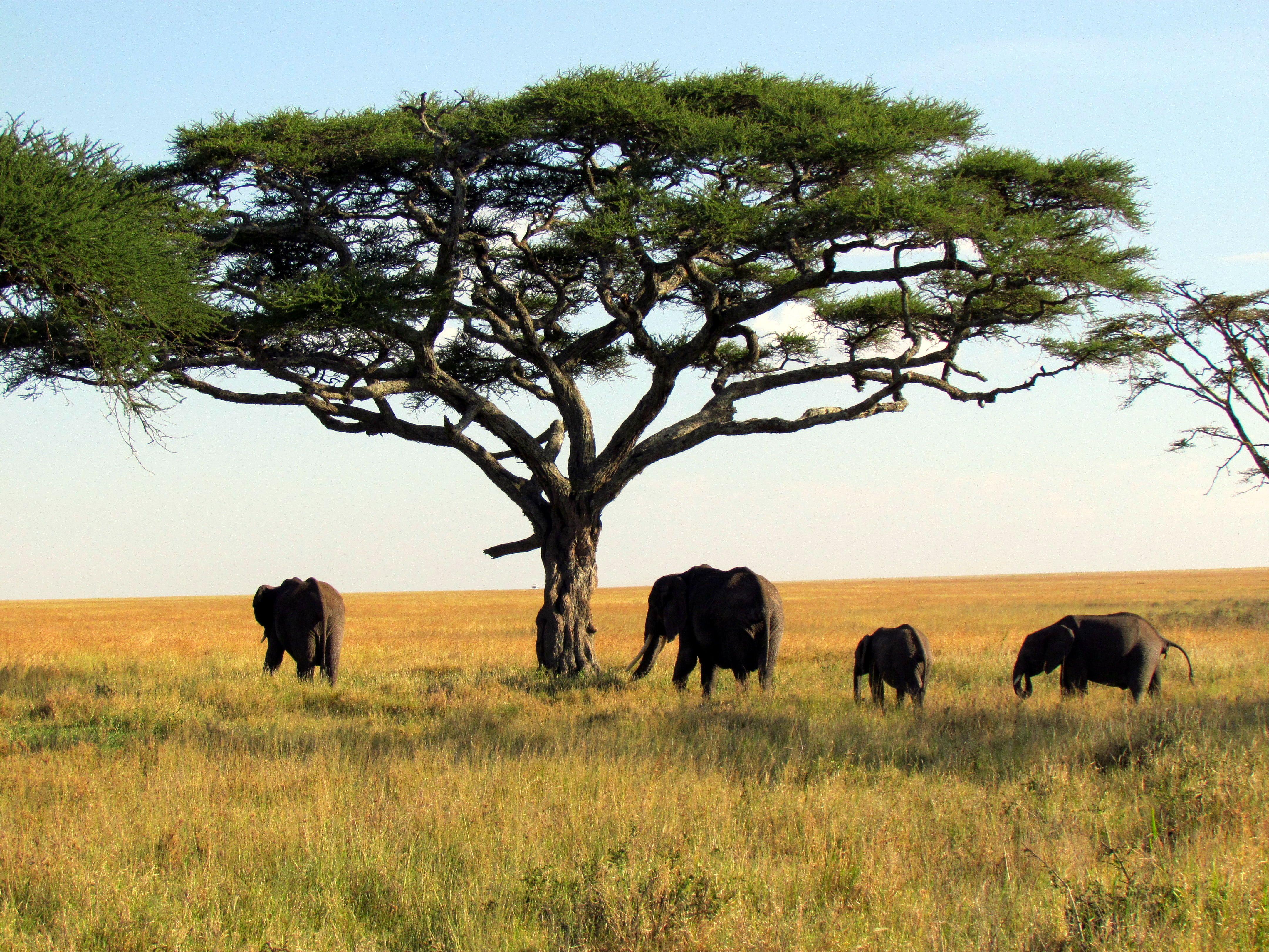 Serengeti Wallpapers - Top Free Serengeti Backgrounds - WallpaperAccess