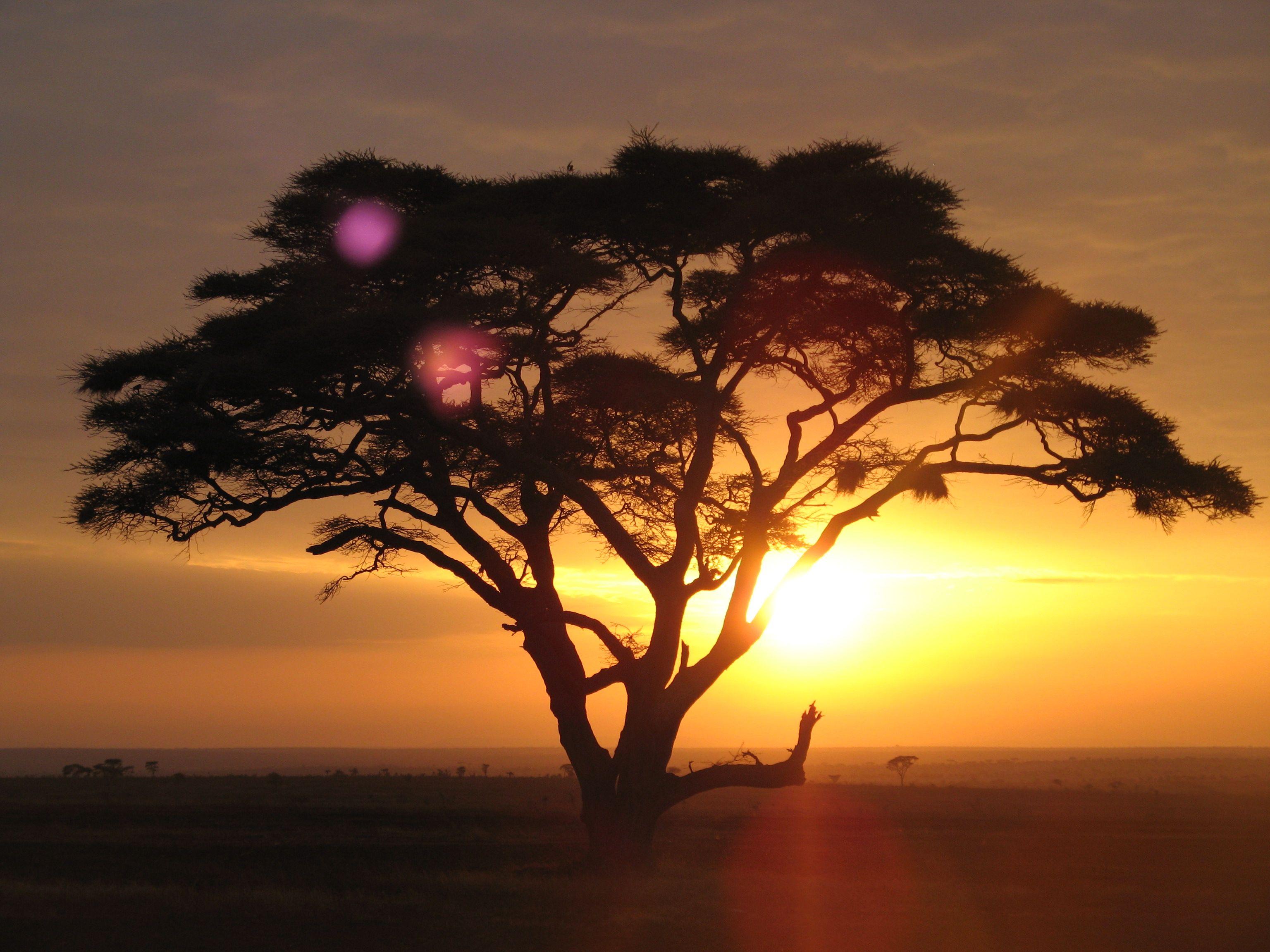 Serengeti Wallpapers - Top Free Serengeti Backgrounds - WallpaperAccess