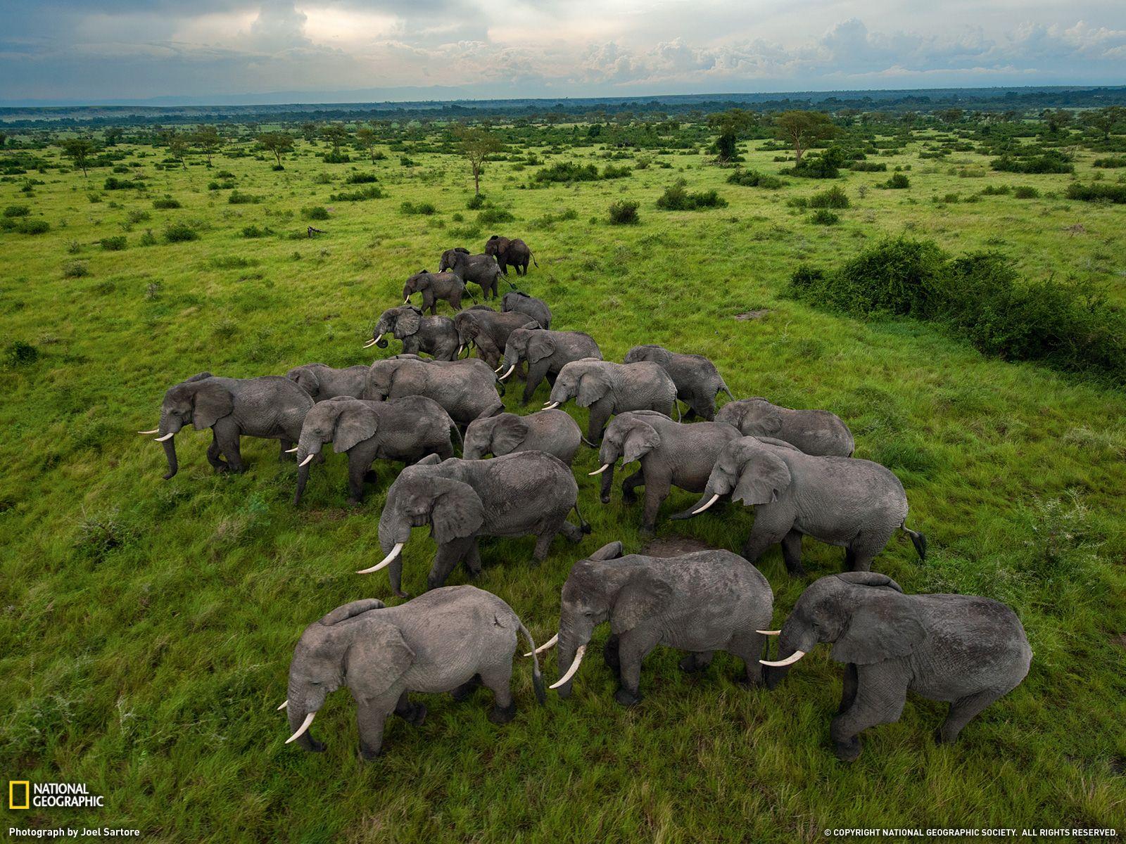 Serengeti Wallpapers - Top Free Serengeti Backgrounds - WallpaperAccess