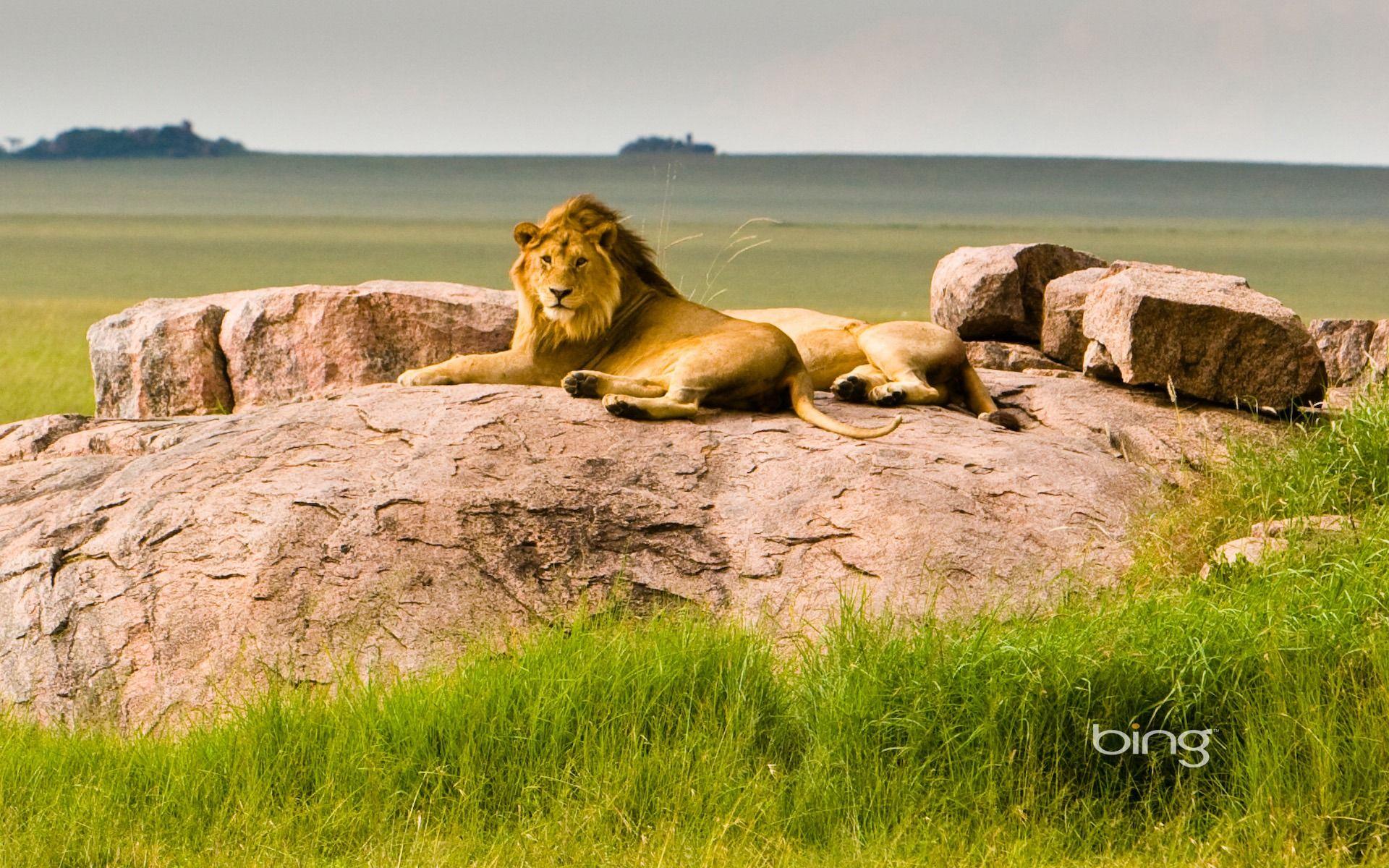 Serengeti Wallpapers - Top Free Serengeti Backgrounds - WallpaperAccess