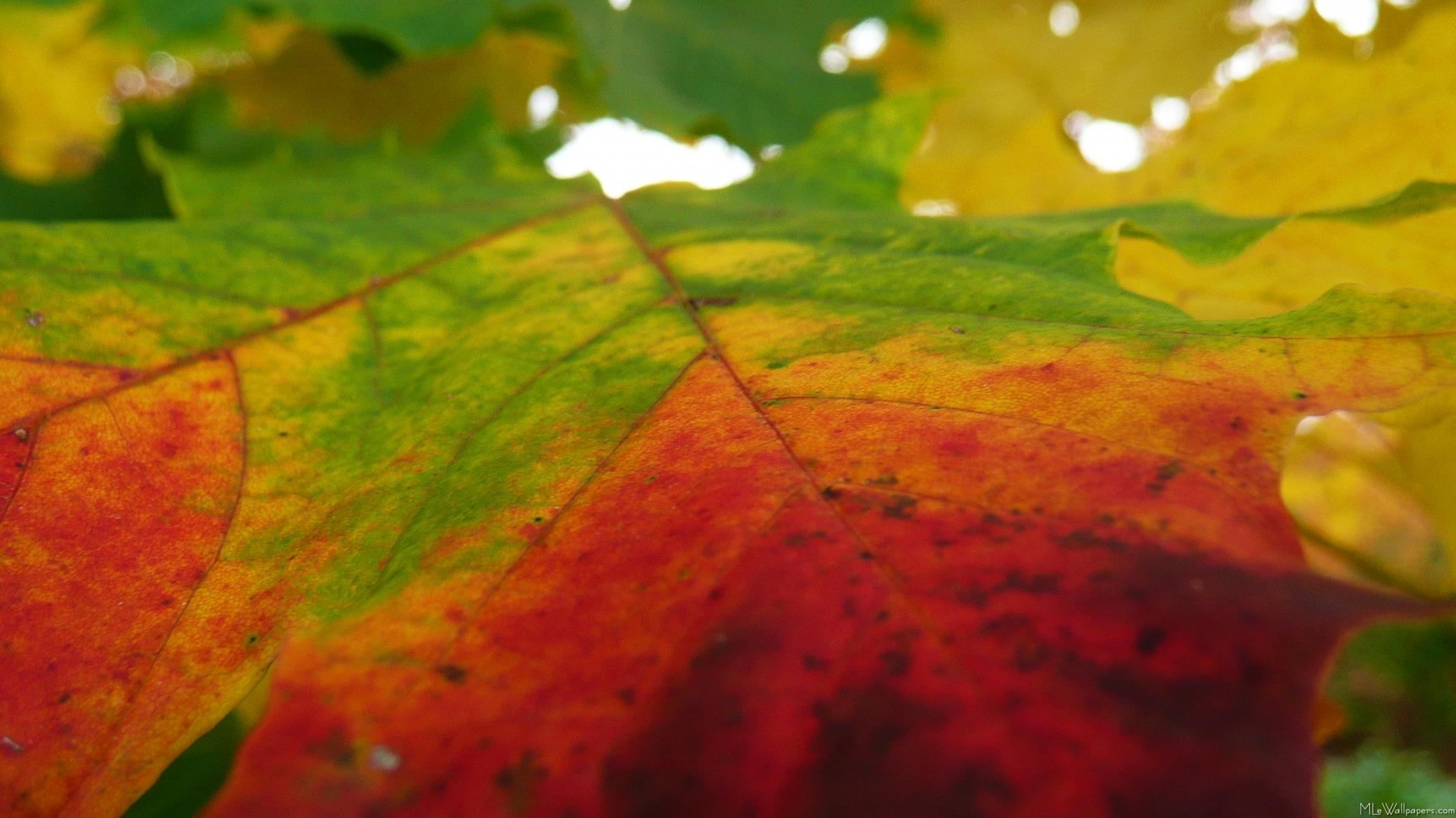 Abstract Leaves Wallpapers - Top Free Abstract Leaves Backgrounds ...