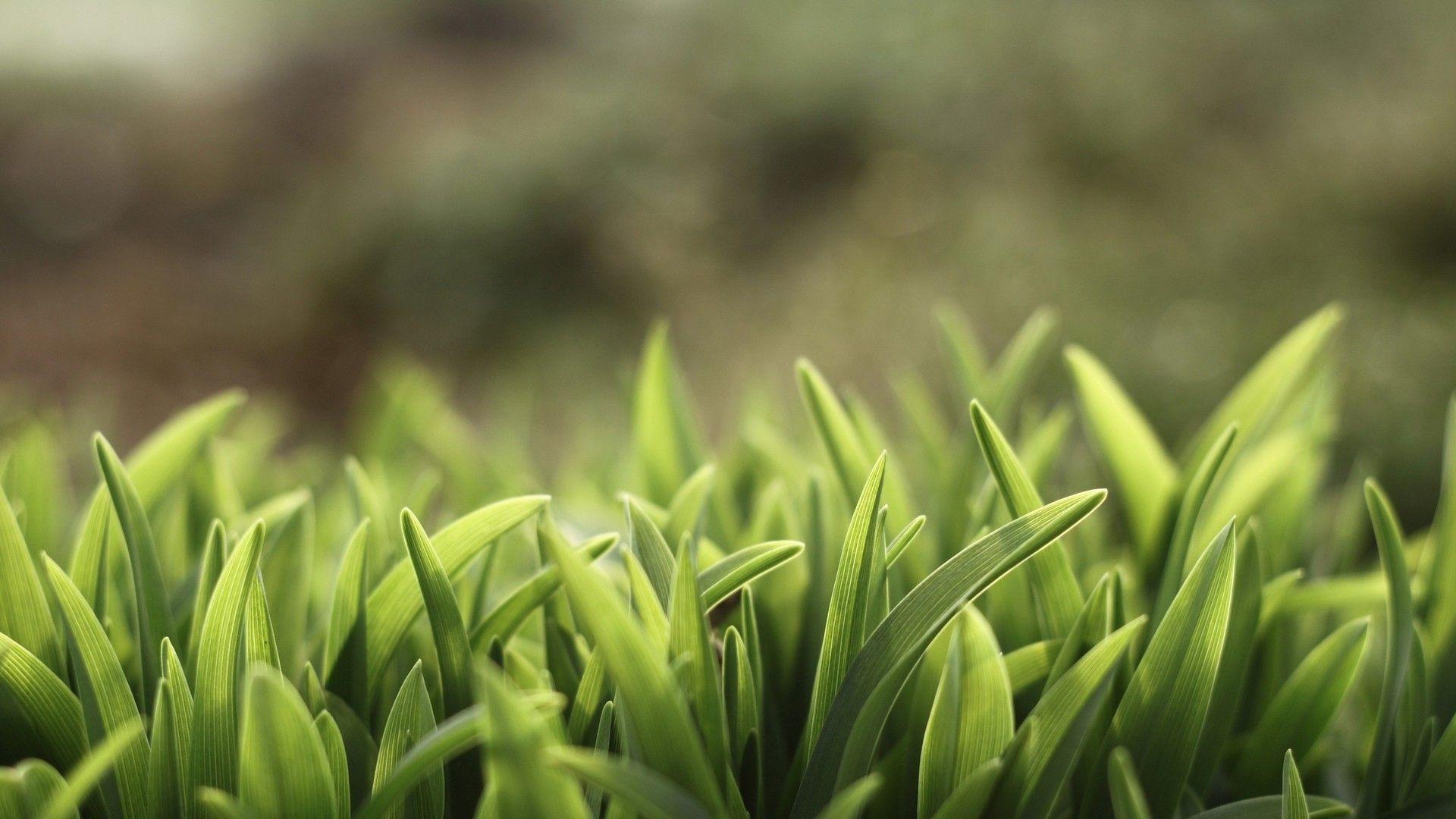 Close Up Wallpapers - Top Free Close Up Backgrounds - WallpaperAccess