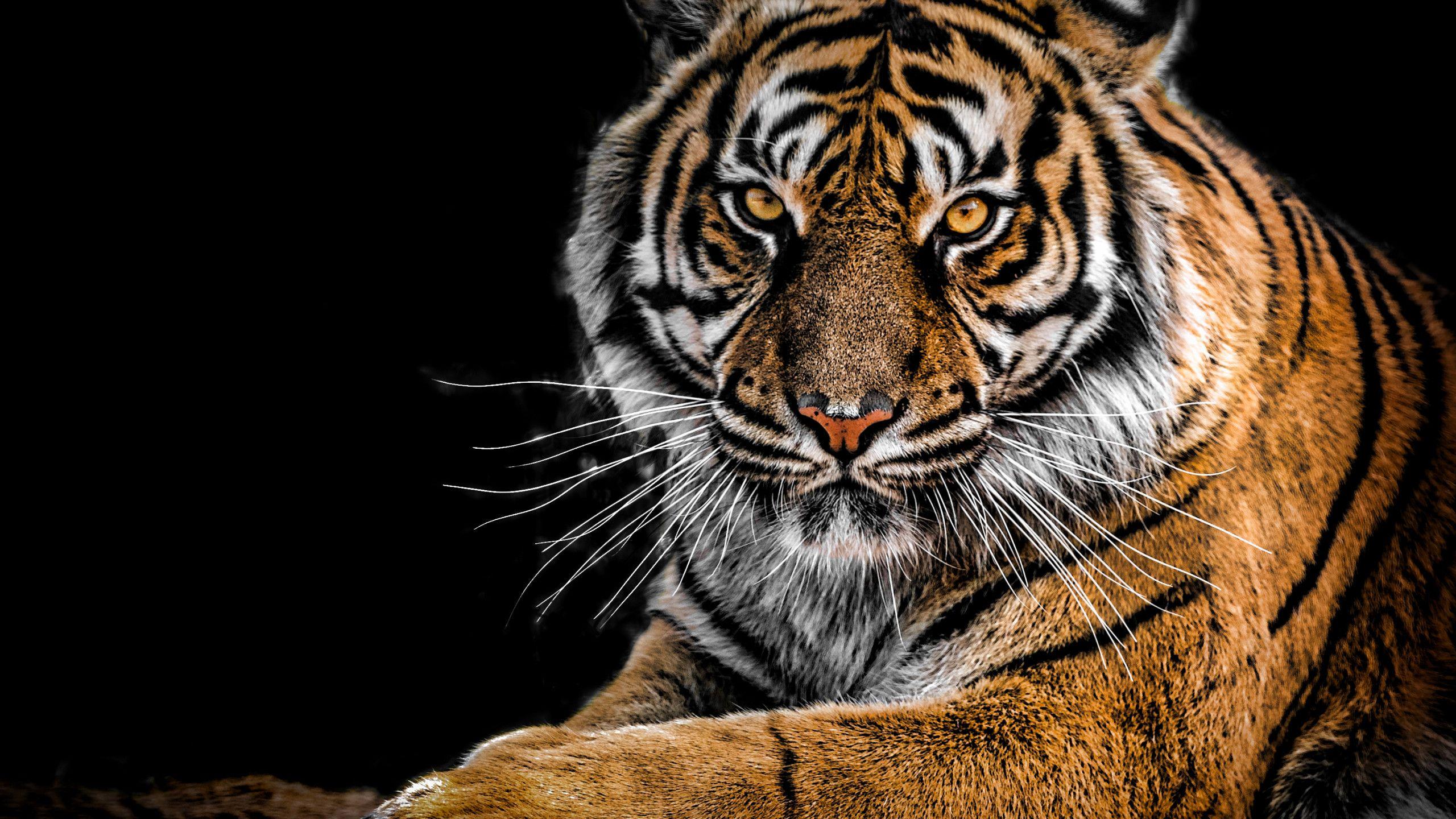 Indian Tiger Wallpapers - Top Free Indian Tiger Backgrounds ...