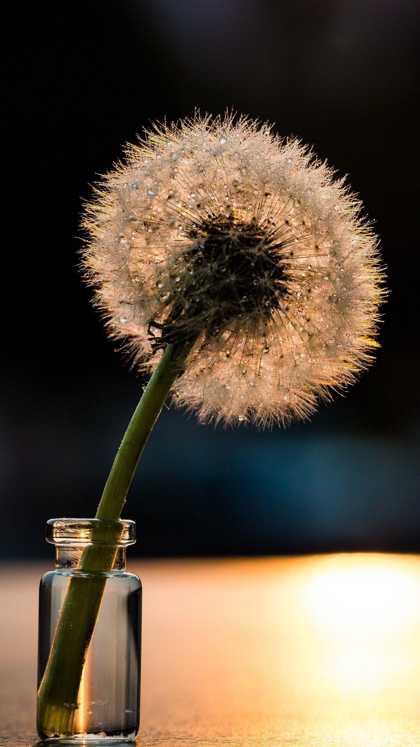 Close Up Wallpapers - Top Free Close Up Backgrounds - WallpaperAccess