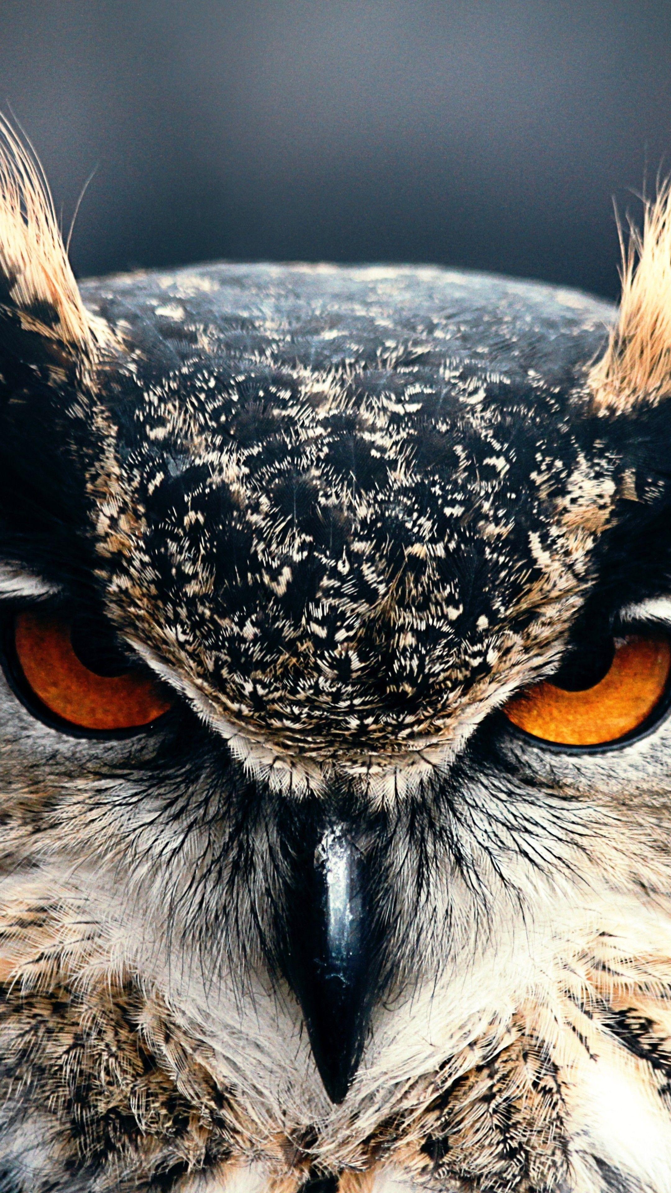 Close Up Wallpapers - Top Free Close Up Backgrounds - WallpaperAccess