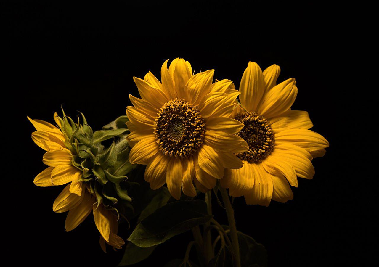 Yellow Sunflower Desktop Wallpapers - Top Free Yellow Sunflower Desktop ...