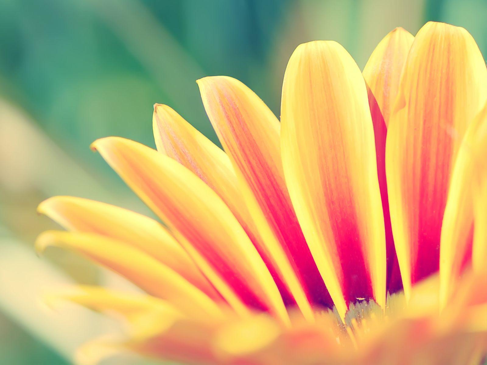 Orange Flower Desktop Wallpapers - Top Free Orange Flower Desktop ...