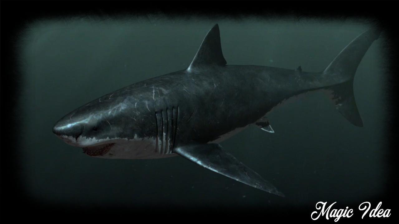 Megalodon Wallpapers - Top Free Megalodon Backgrounds - WallpaperAccess