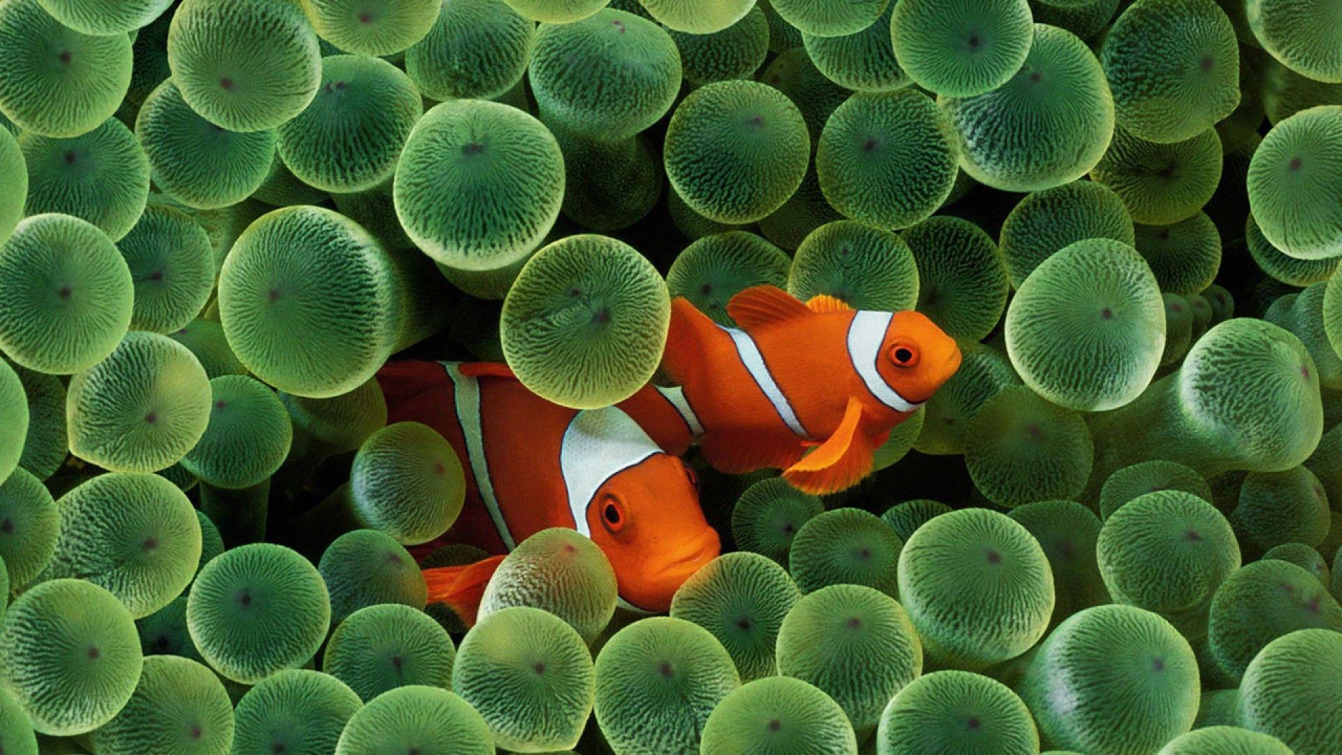 Clownfish Wallpapers - Top Free Clownfish Backgrounds - WallpaperAccess