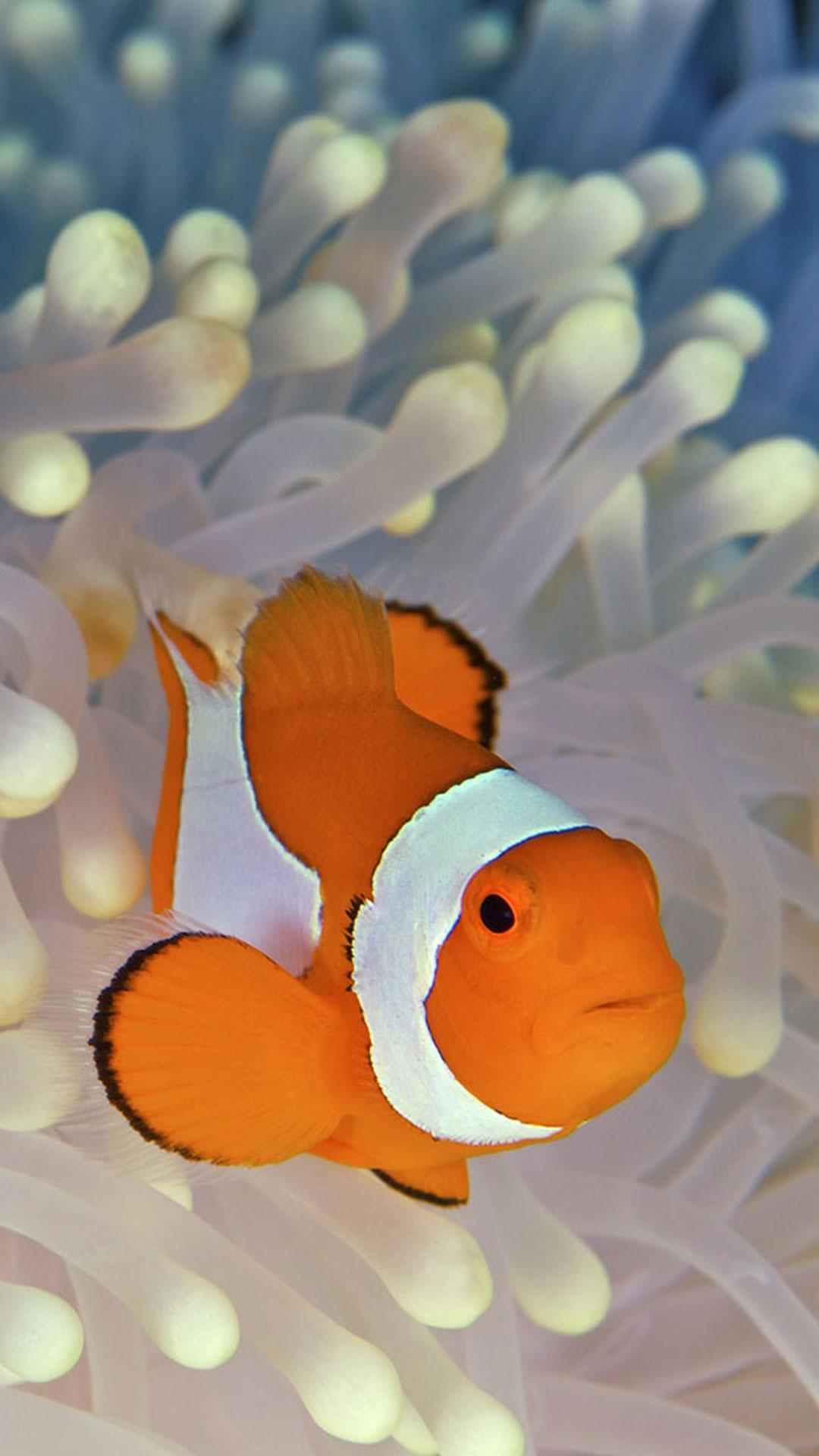 Clownfish Wallpapers - Top Free Clownfish Backgrounds - WallpaperAccess