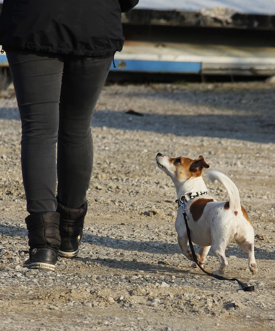 Dog Training Wallpapers - Top Free Dog Training Backgrounds ...