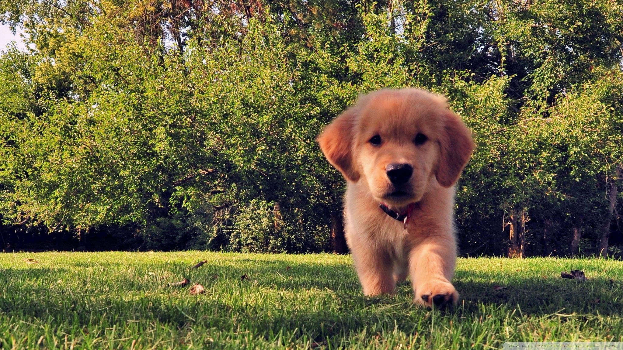 Dog Training Wallpapers - Top Free Dog Training Backgrounds ...