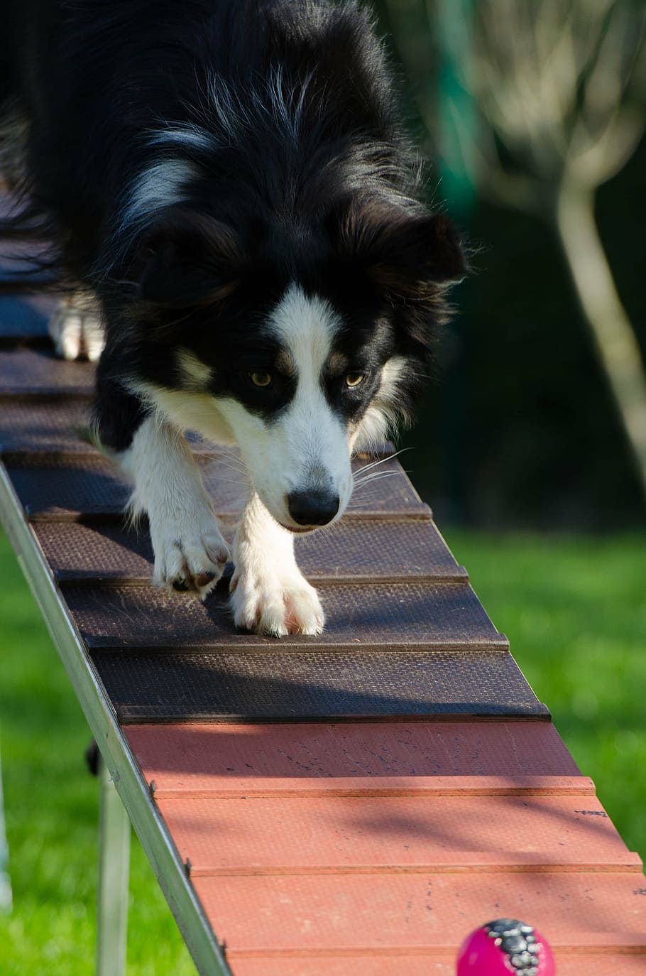 Dog Training Wallpapers - Top Free Dog Training Backgrounds ...