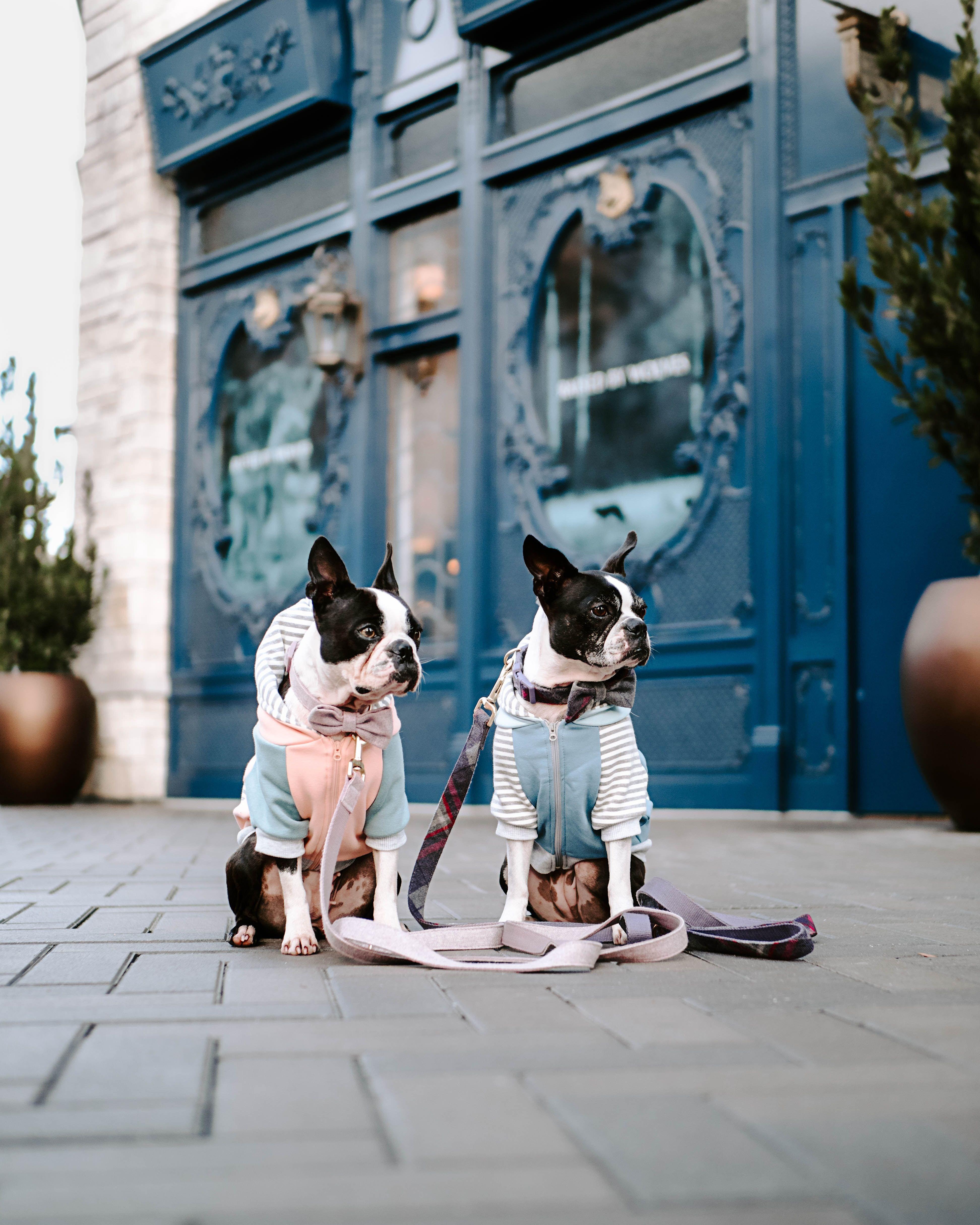 Dog Training Wallpapers - Top Free Dog Training Backgrounds ...