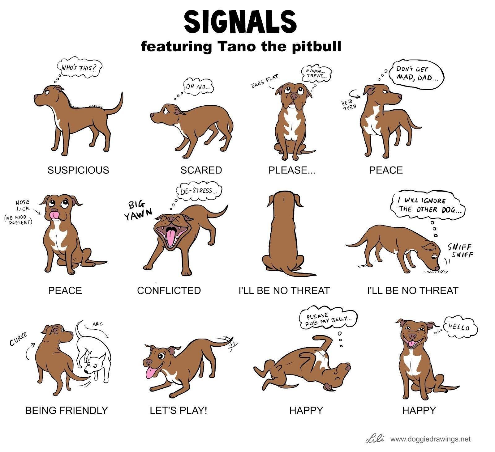Dog Training Wallpapers - Top Free Dog Training Backgrounds ...