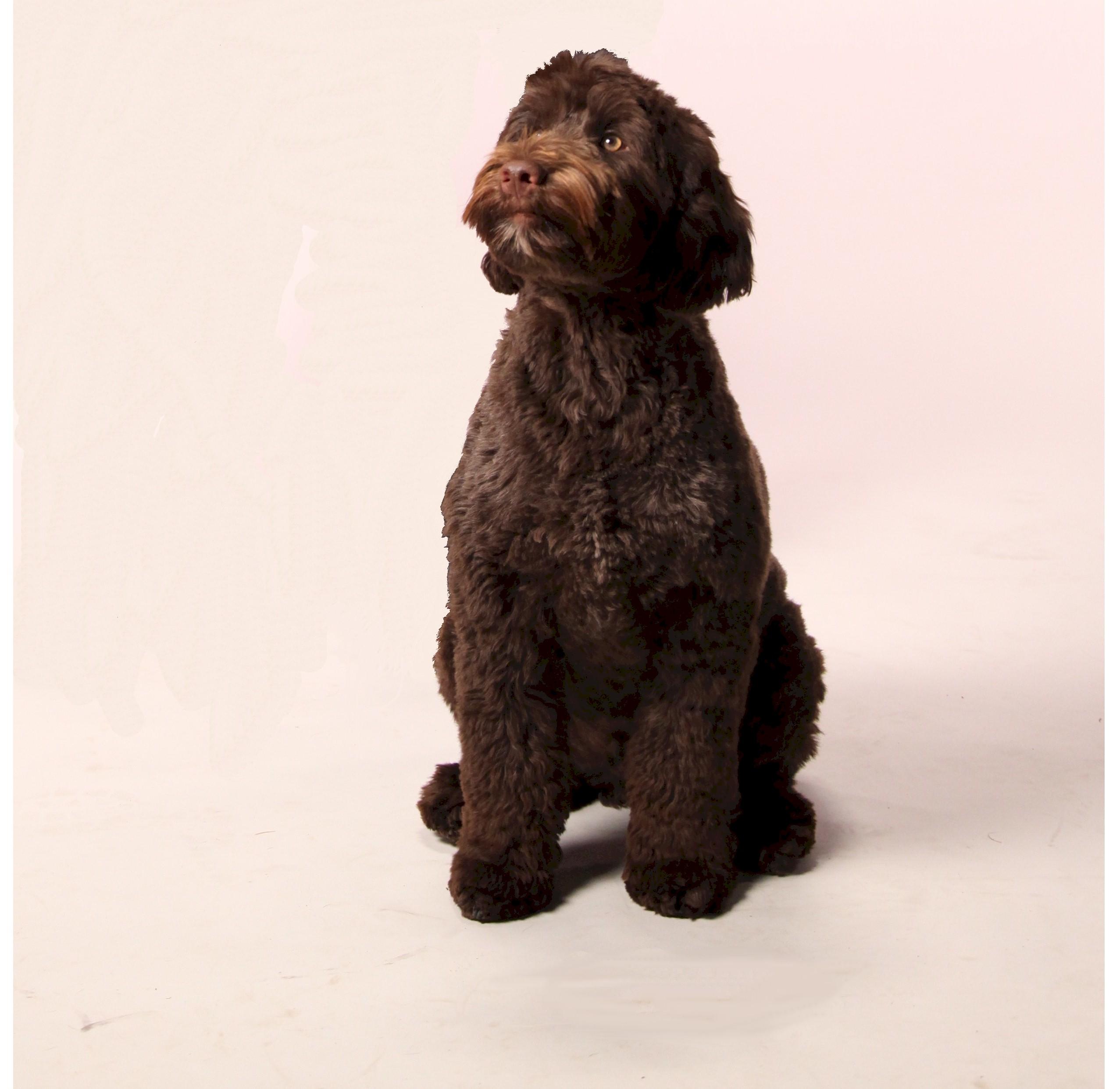 Dog Training Wallpapers - Top Free Dog Training Backgrounds ...