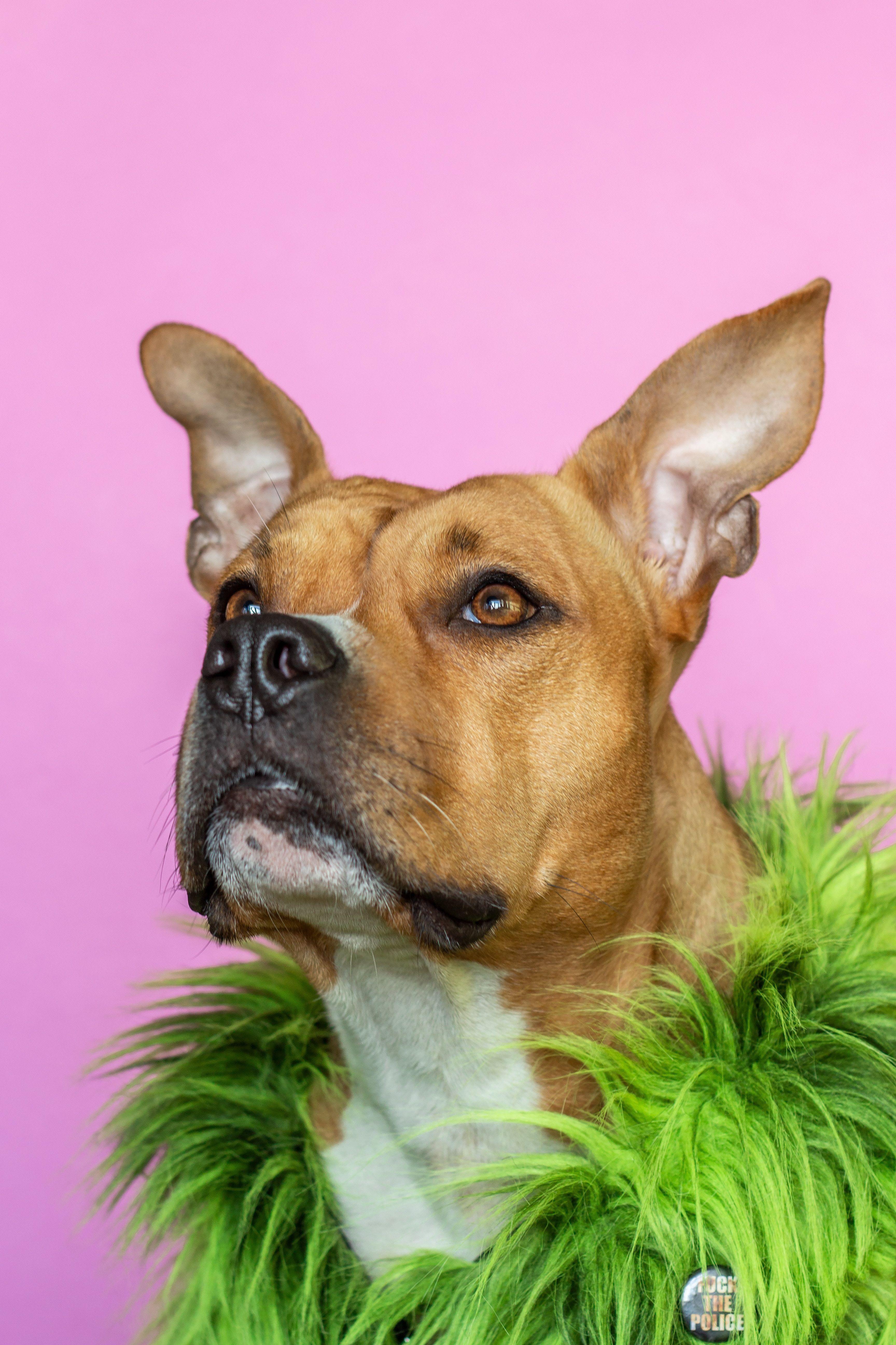 Dog Training Wallpapers - Top Free Dog Training Backgrounds ...