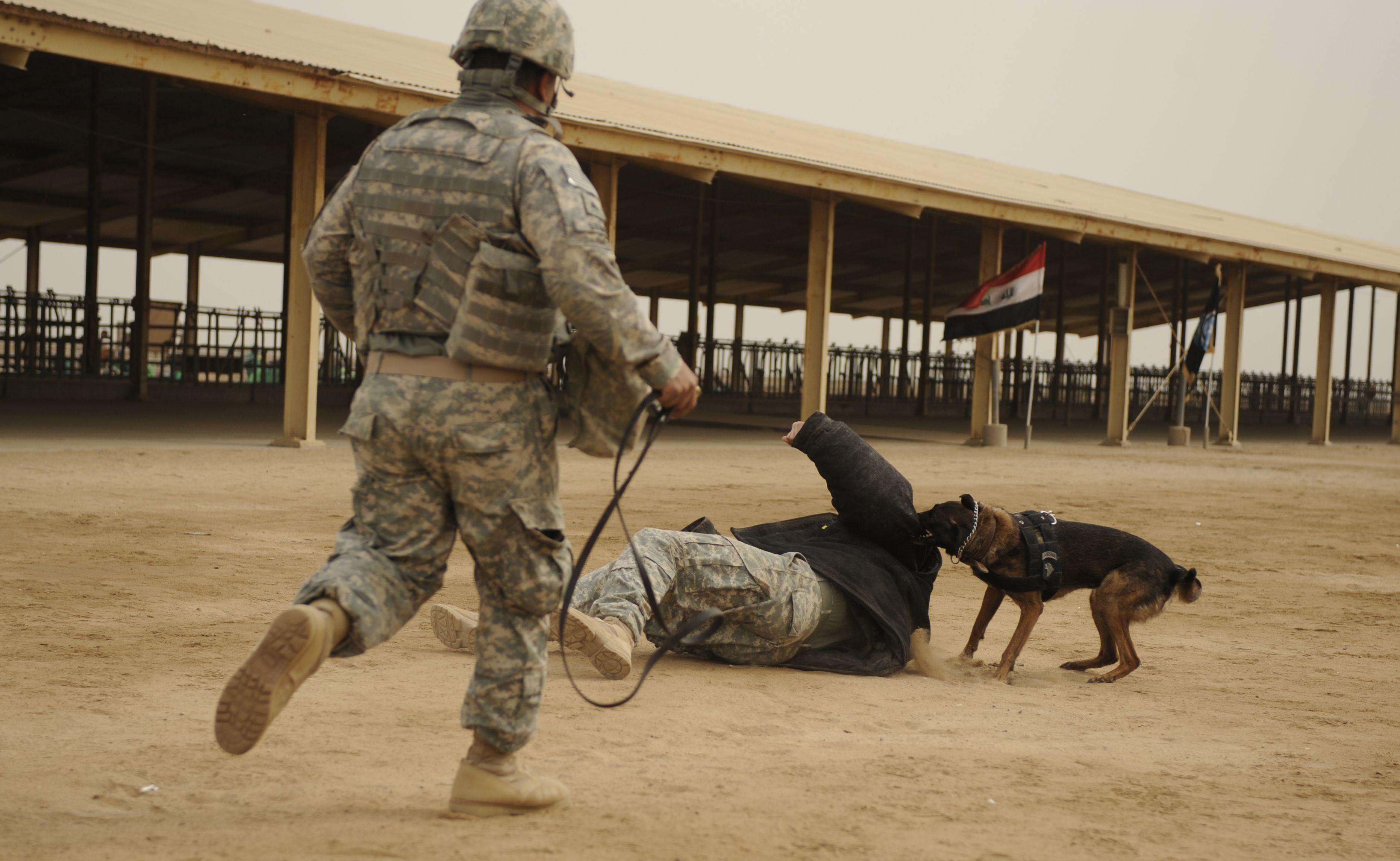 Dog Training Wallpapers - Top Free Dog Training Backgrounds ...