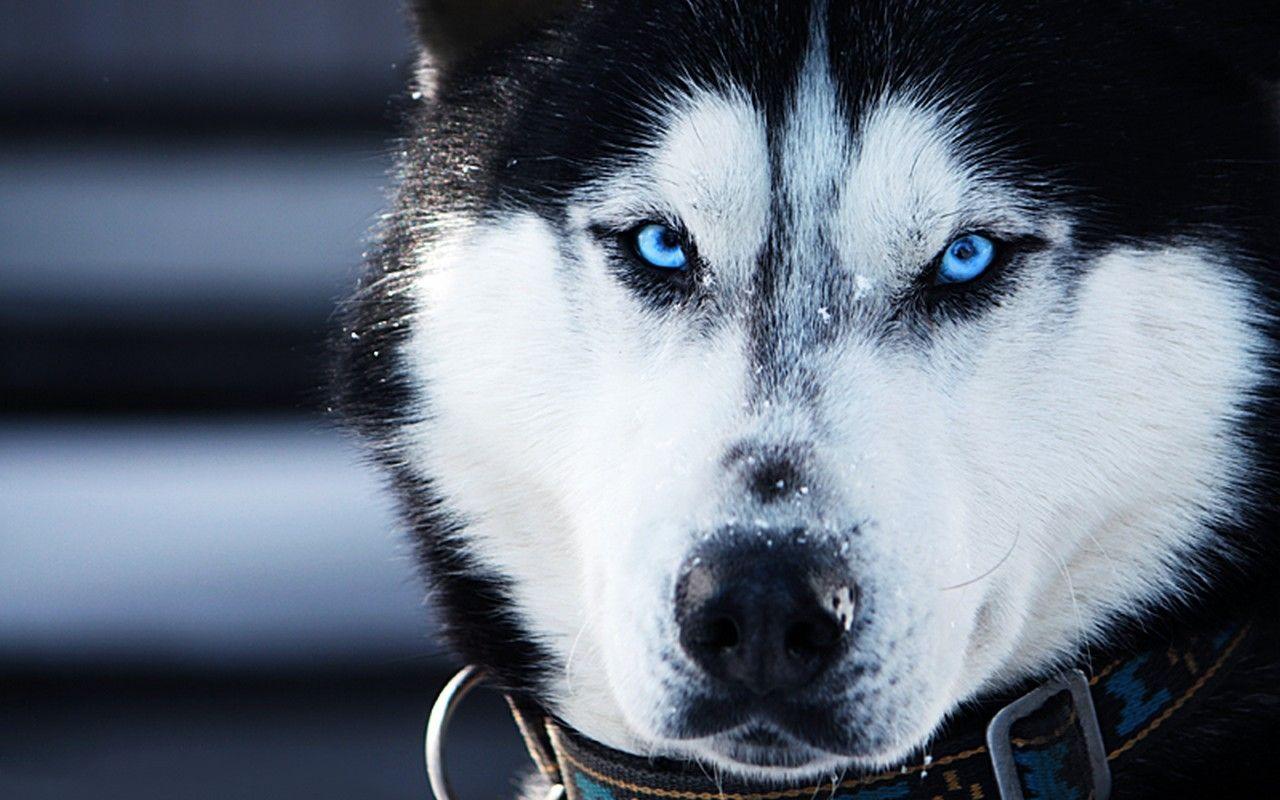 Dog Training Wallpapers - Top Free Dog Training Backgrounds ...