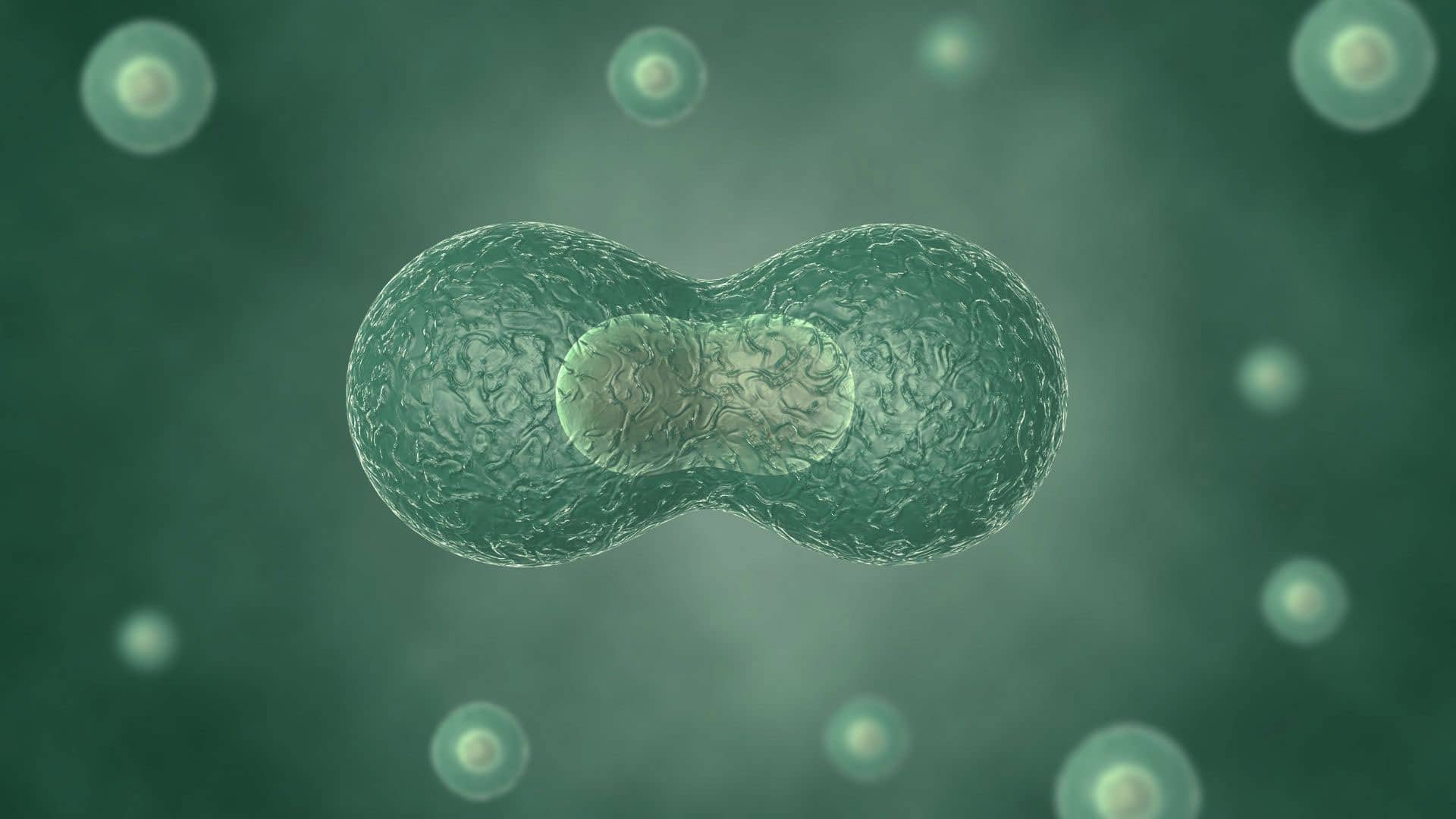 Cell Cycle Wallpapers - Top Free Cell Cycle Backgrounds - WallpaperAccess