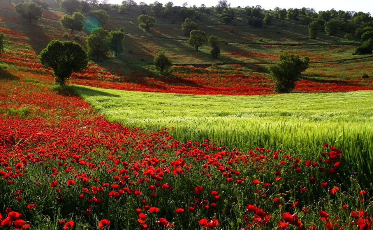 Kurd Wallpapers - Top Free Kurd Backgrounds - WallpaperAccess