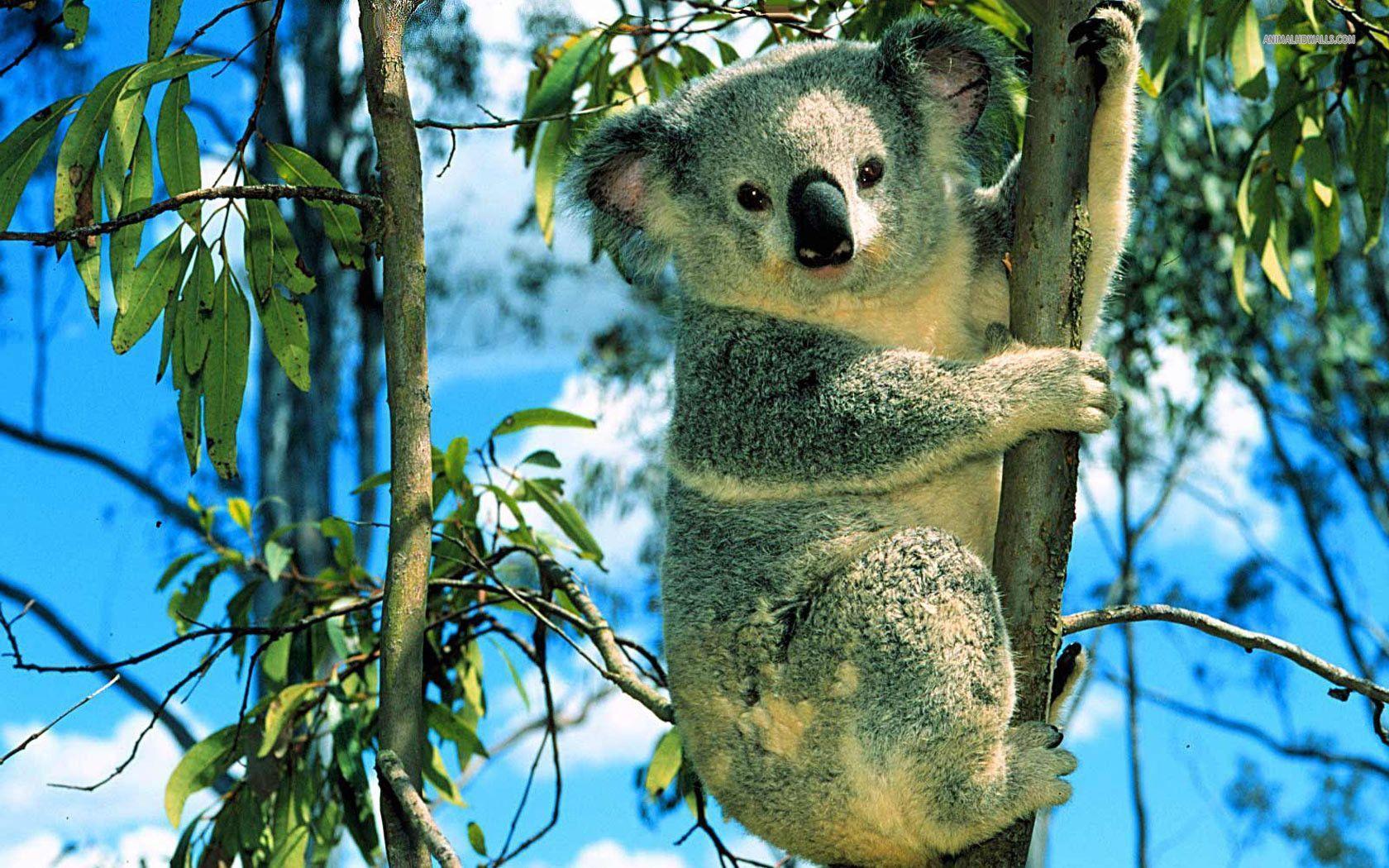 Koala Bear Wallpapers - Top Free Koala Bear Backgrounds - WallpaperAccess