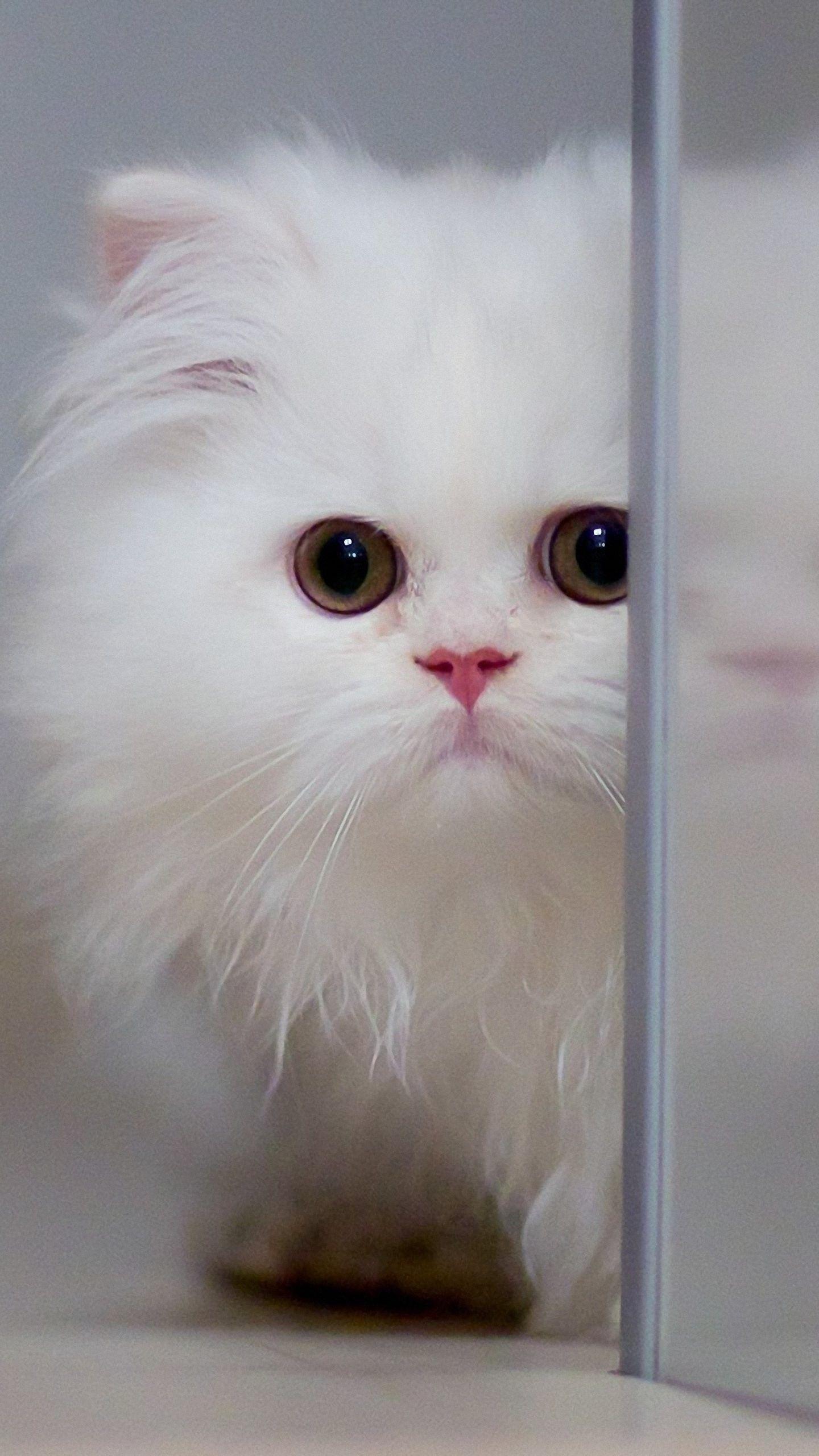 Cute Fluffy Things Wallpapers - Top Free Cute Fluffy Things Backgrounds ...