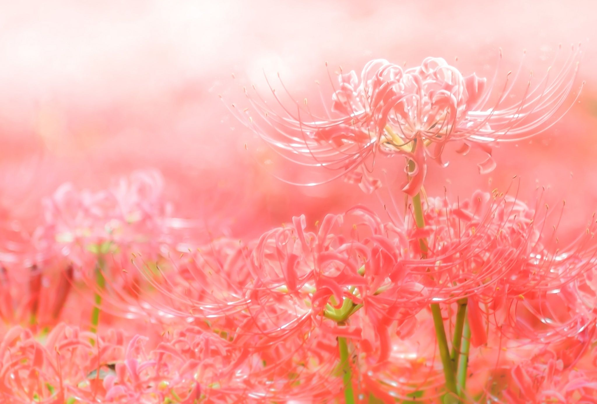 Spider Lily Anime Wallpapers - Top Free Spider Lily Anime Backgrounds ...