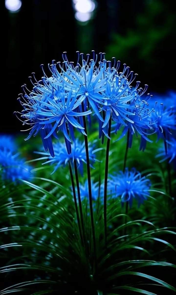 Spiderlily Wallpapers - Top Free Spiderlily Backgrounds - WallpaperAccess