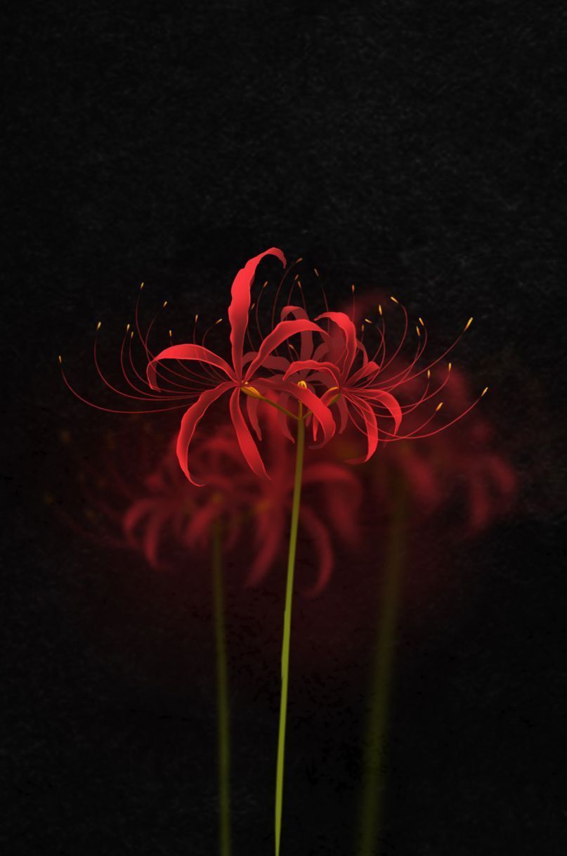 Spiderlily Wallpapers - Top Free Spiderlily Backgrounds - WallpaperAccess