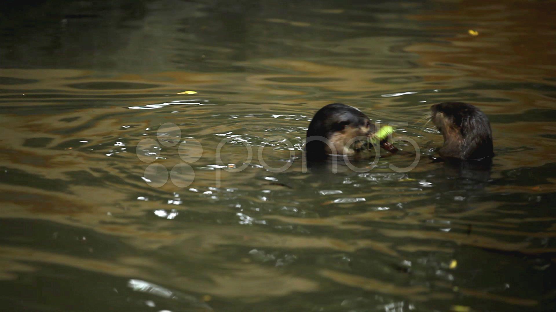 Lutrinae Wallpapers - Top Free Lutrinae Backgrounds - WallpaperAccess