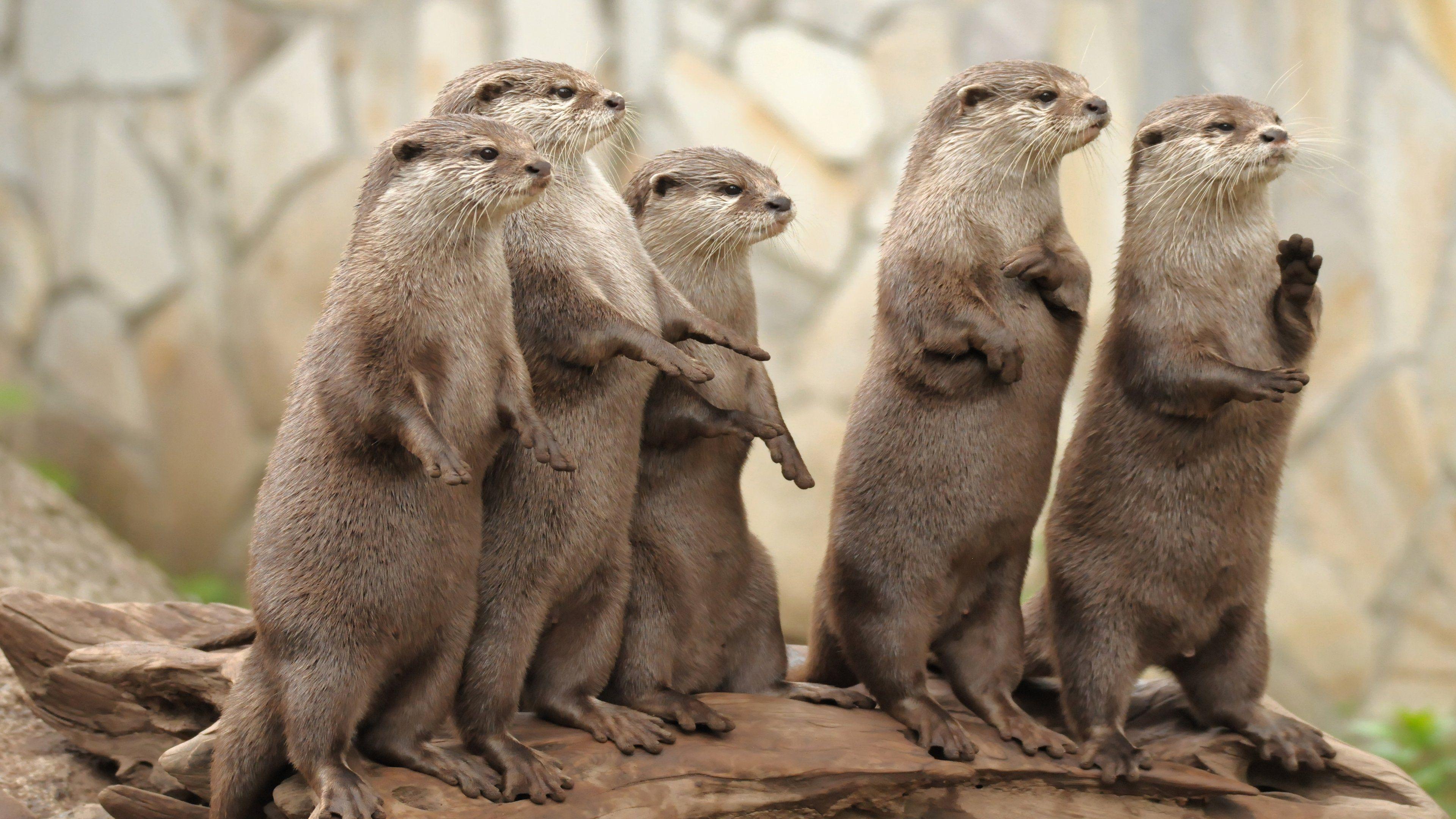 Lutrinae Wallpapers - Top Free Lutrinae Backgrounds - WallpaperAccess