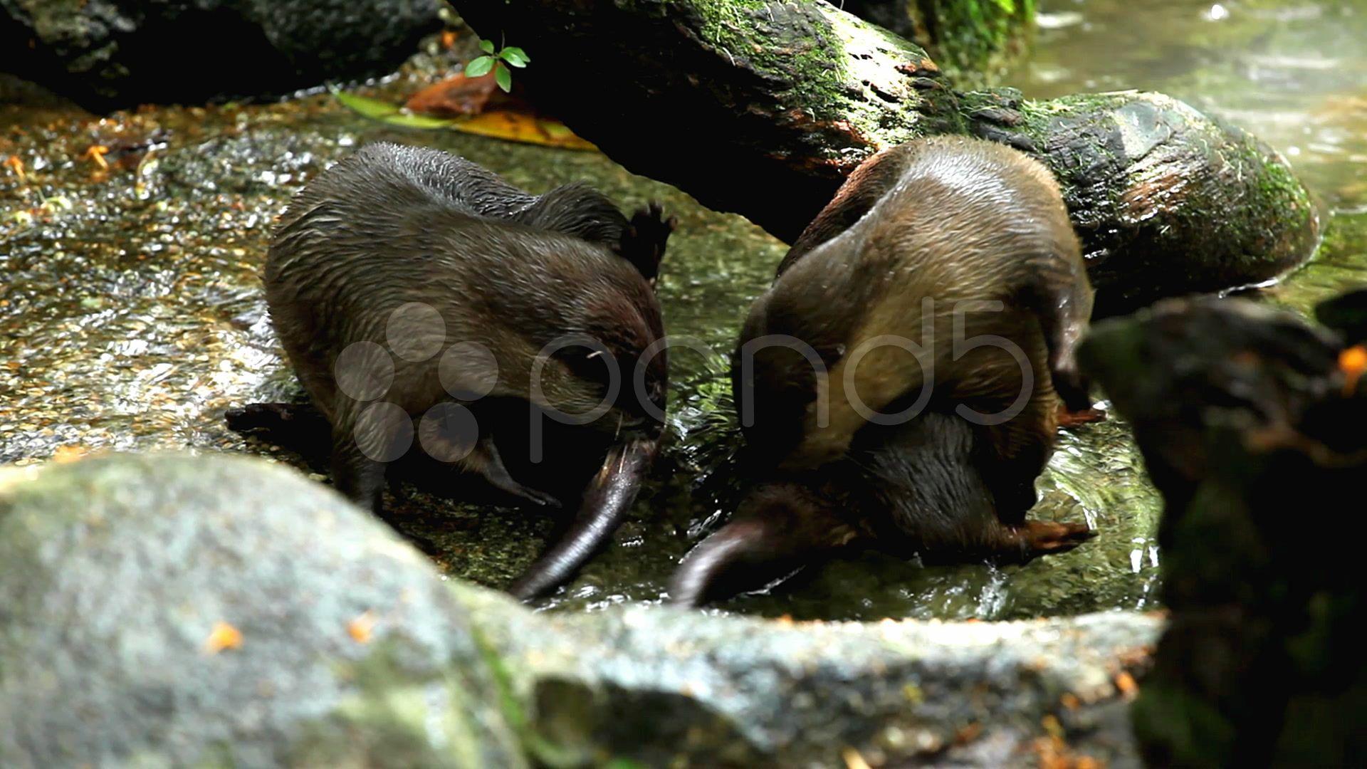 Lutrinae Wallpapers - Top Free Lutrinae Backgrounds - WallpaperAccess