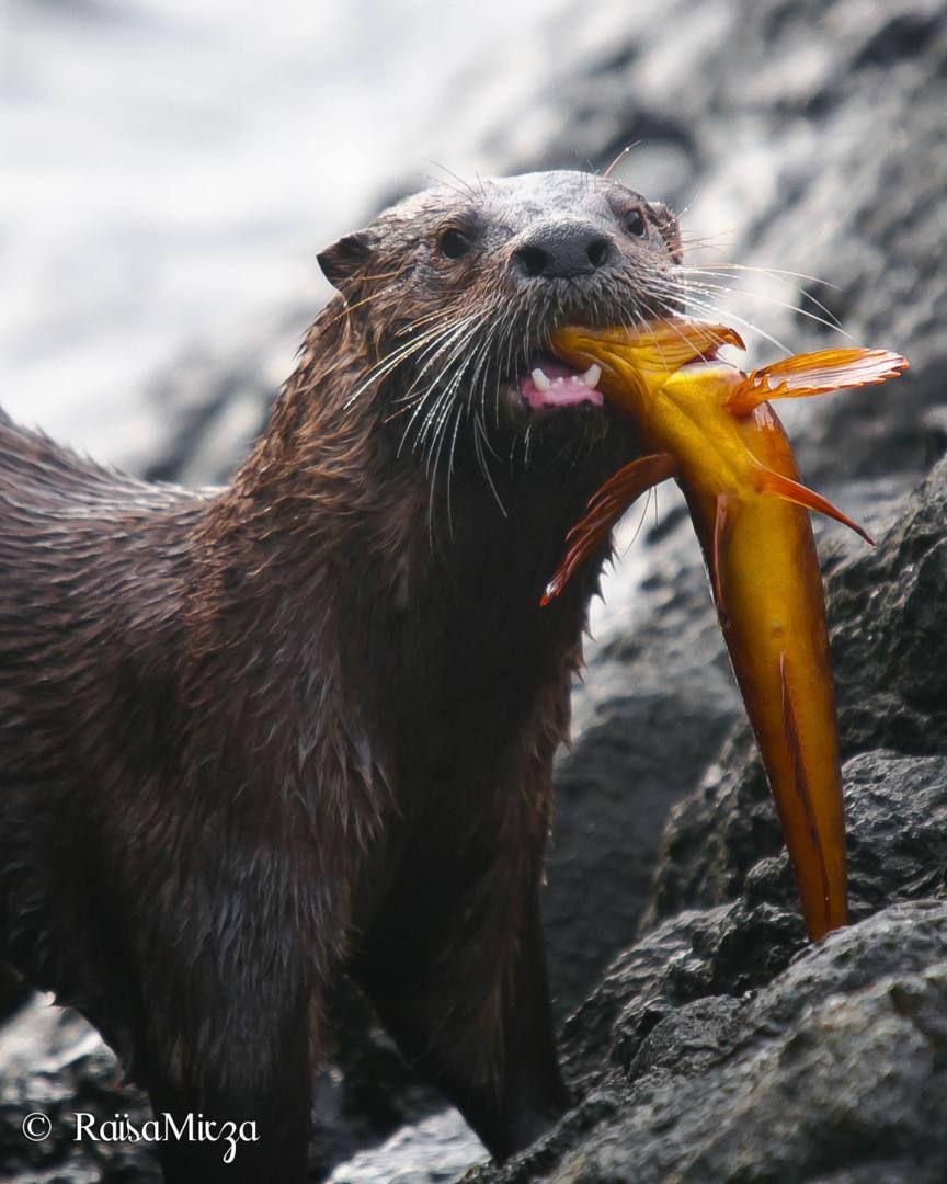 Lutrinae Wallpapers - Top Free Lutrinae Backgrounds - WallpaperAccess