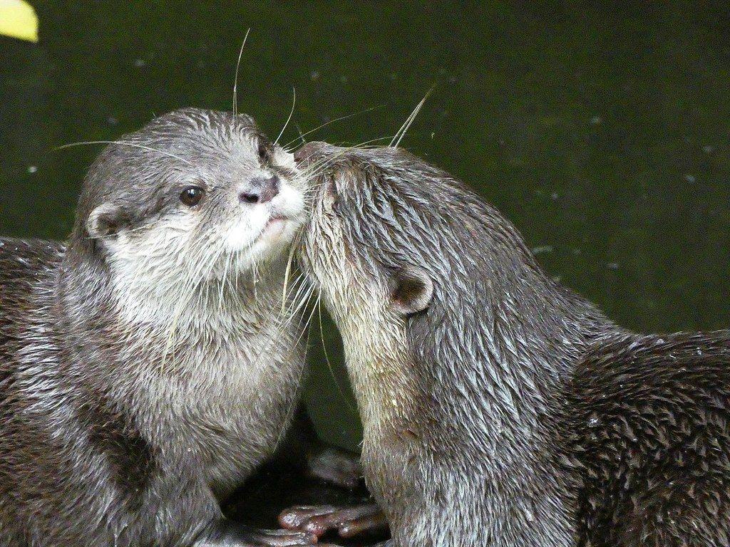 Lutrinae Wallpapers - Top Free Lutrinae Backgrounds - WallpaperAccess