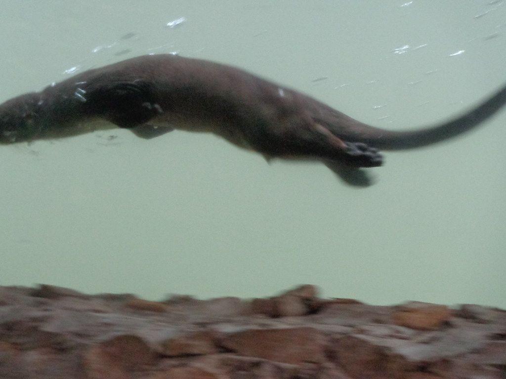 Lutrinae Wallpapers - Top Free Lutrinae Backgrounds - WallpaperAccess